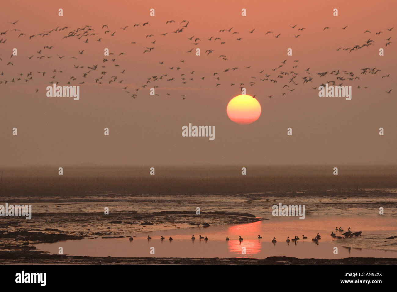 Snow Geese in flight at sunrise, Bombay Hook National Wildlife Refuge ...