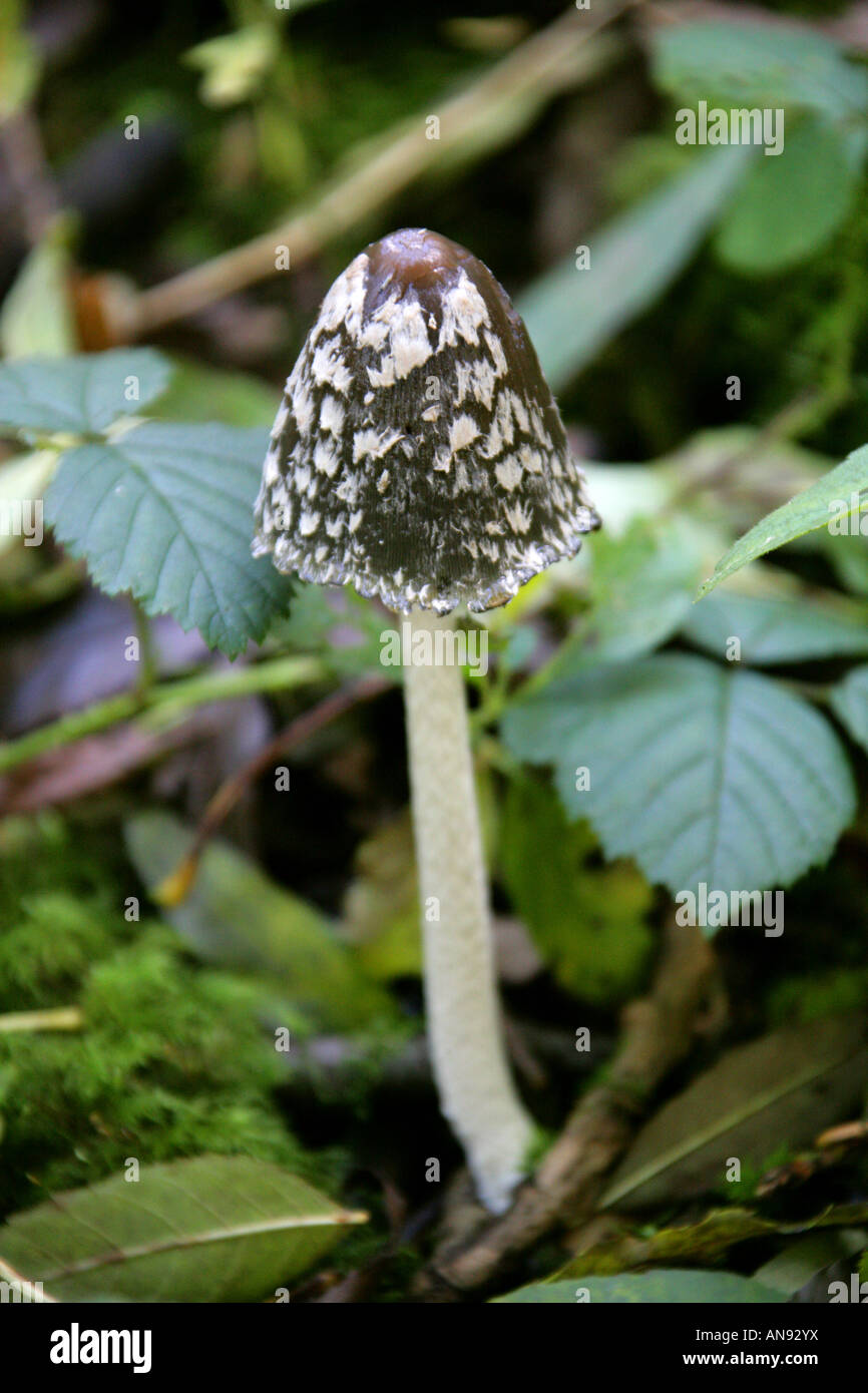 Magpie Inkcap Fungus, Coprinopsis picacea, Psathyrellaceae. Previously ...