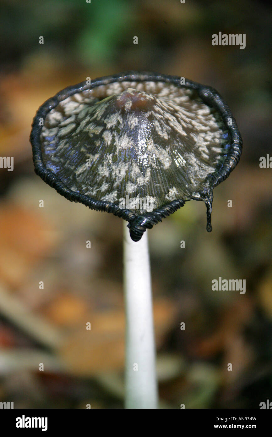 Magpie Inkcap Fungus, Coprinopsis picacea, Psathyrellaceae. Previously ...