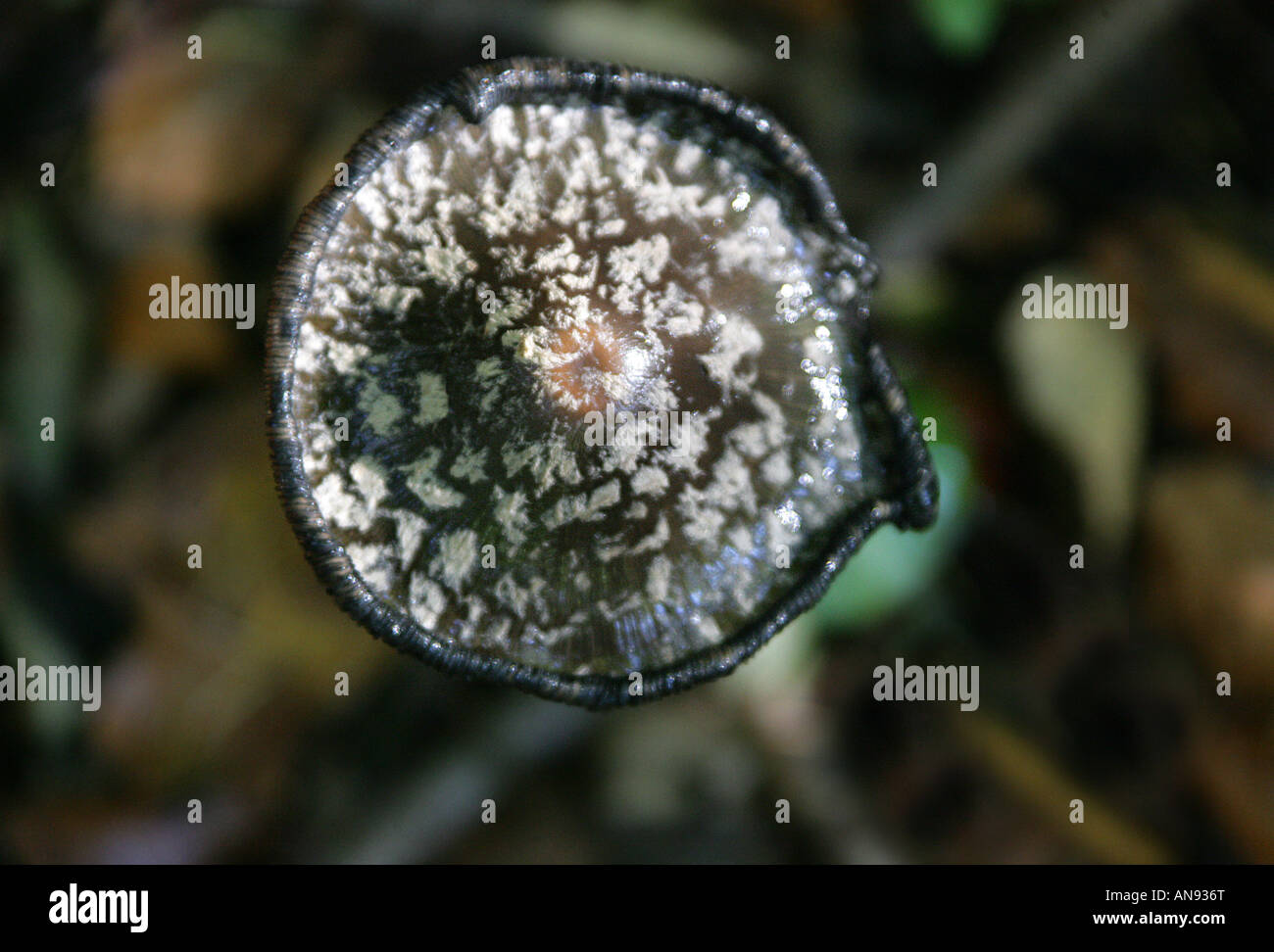 Coprinaceae psathyrellaceae hi-res stock photography and images - Alamy