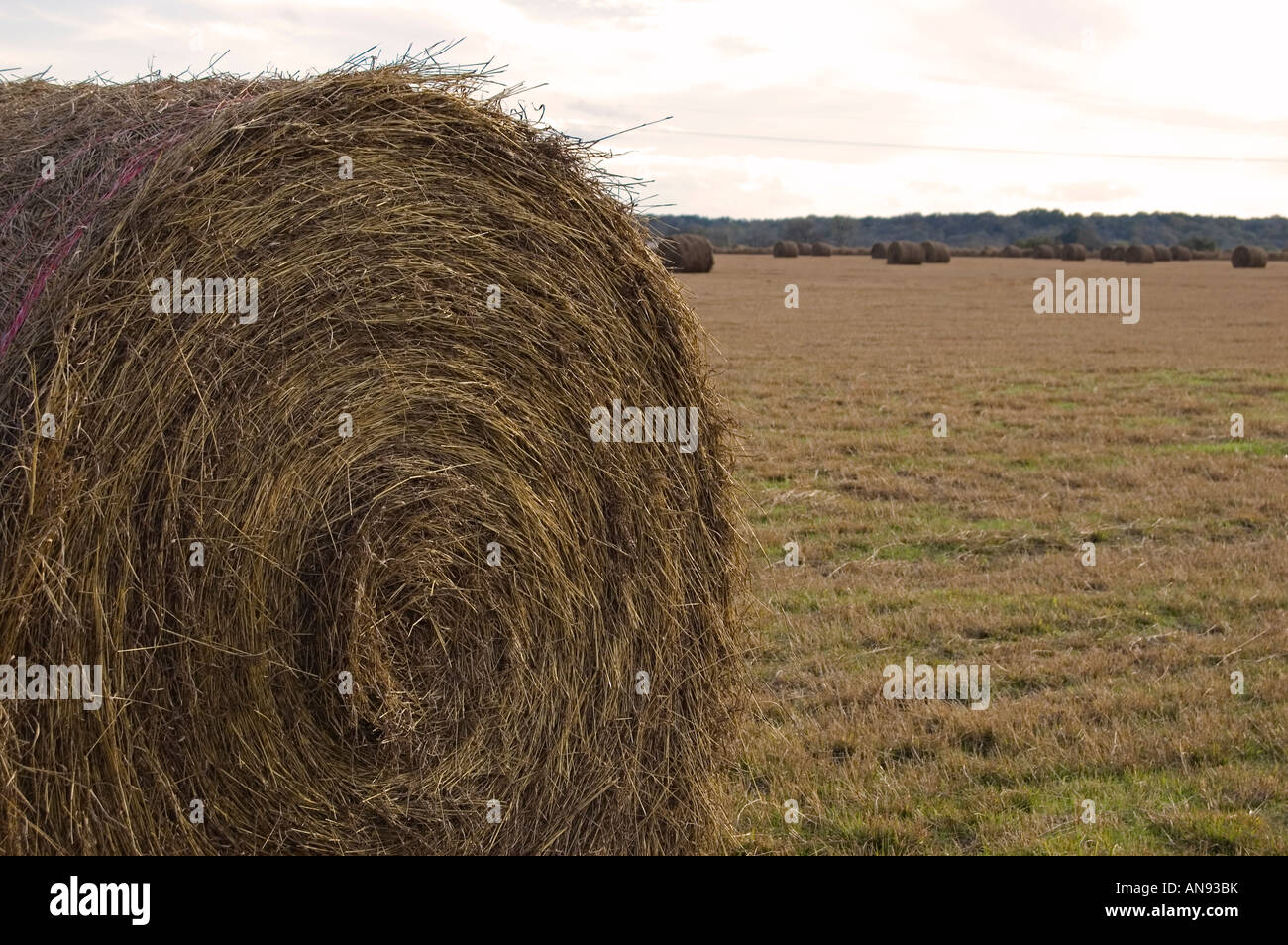 Round bail hi-res stock photography and images - Alamy