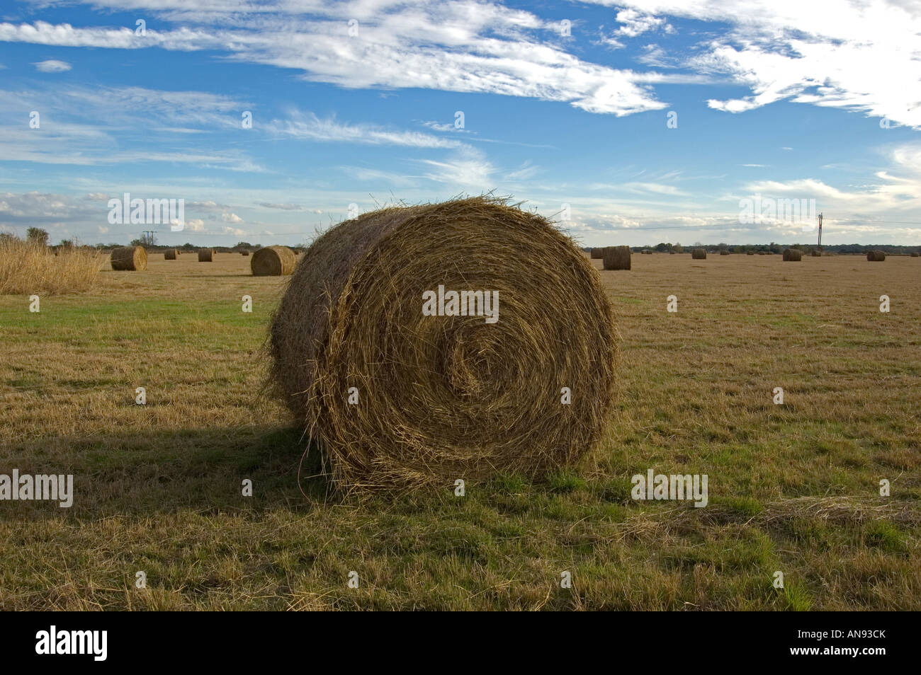 Field of hay bales with blue sky Stock Photo - Alamy