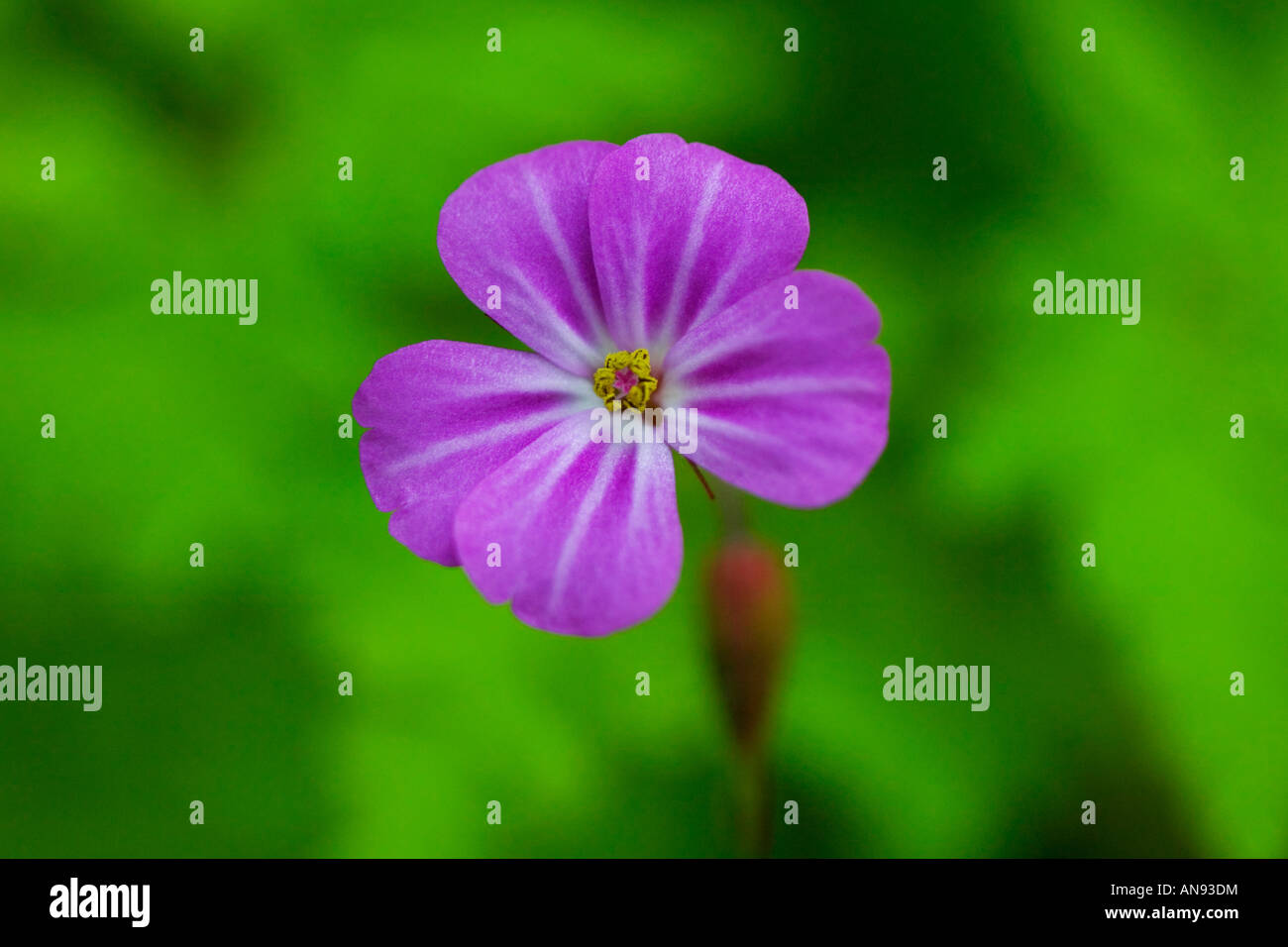 American spirit rose hi-res stock photography and images - Alamy