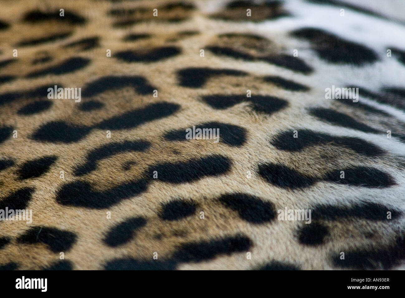 Animal fur pattern hi-res stock photography and images - Alamy