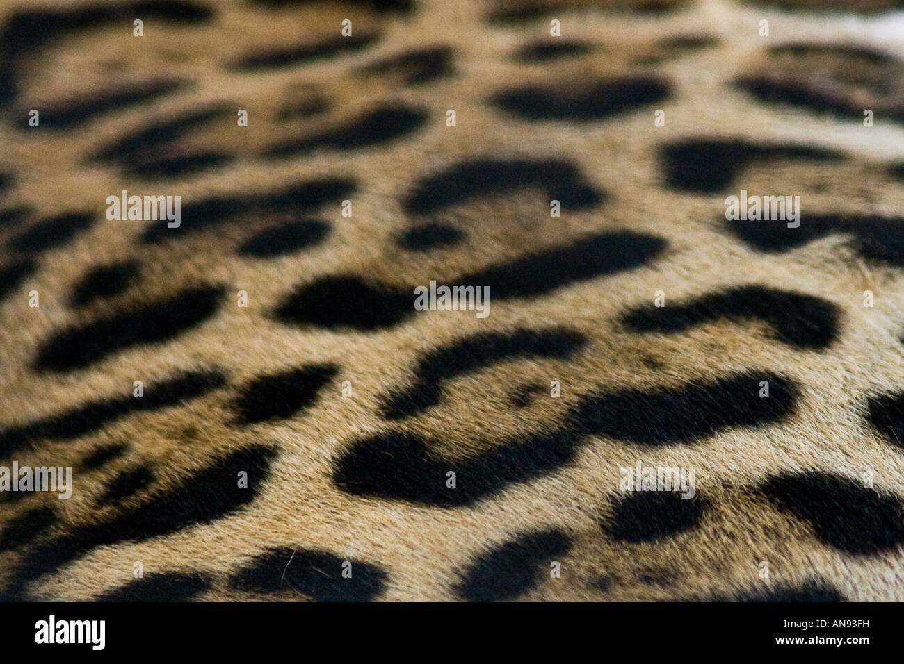 Animal fur pattern hi-res stock photography and images - Alamy