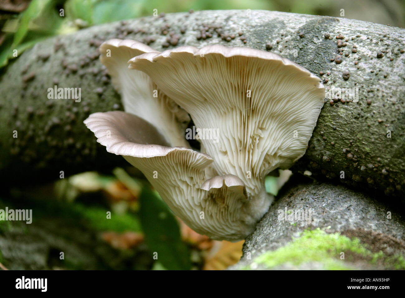 Oyster Mushroom, Pleurotus ostreatus, Pleurotaceae Stock Photo - Alamy