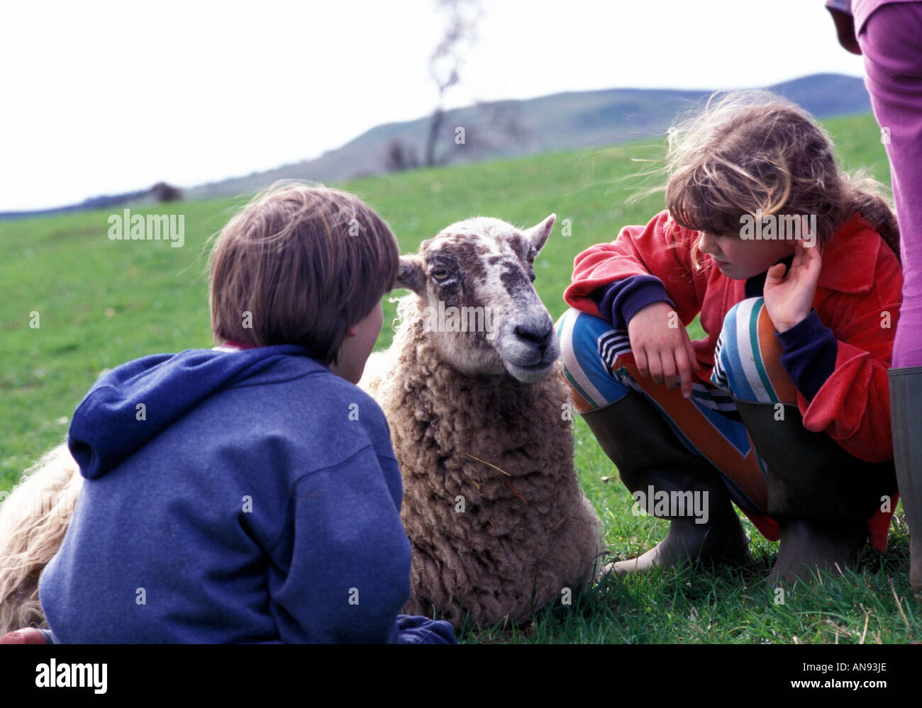 Two children talking to an old sheep Stock Photo - Alamy