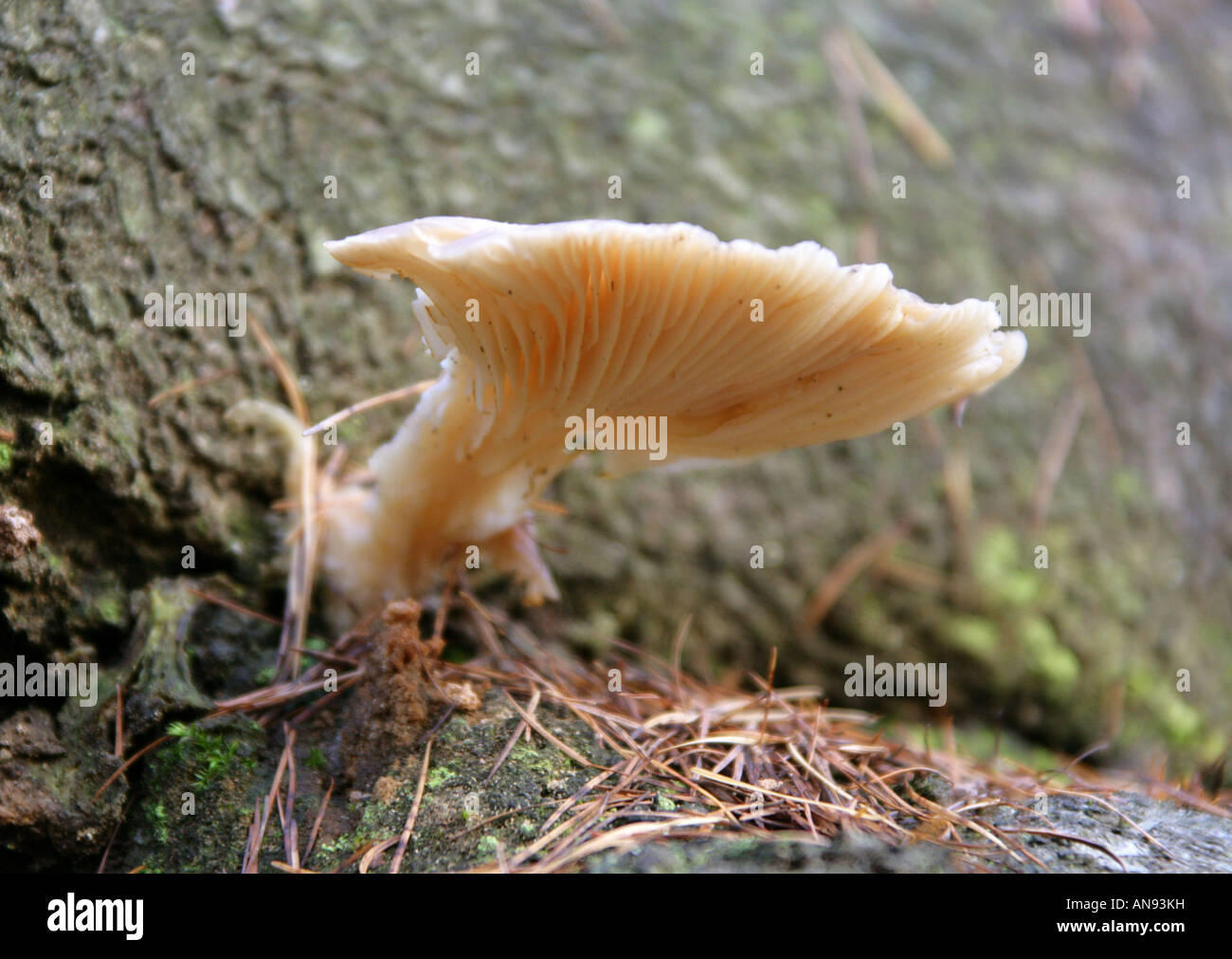 Branched Oyster Mushroom Pleurotus cornucopiae Stock Photo - Alamy