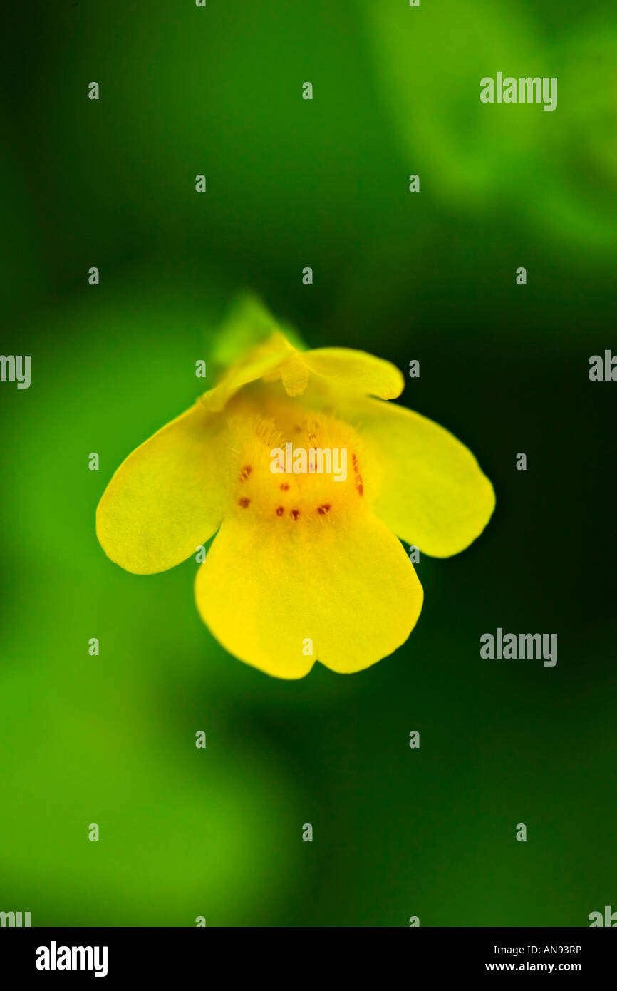 American spirit rose hi-res stock photography and images - Alamy