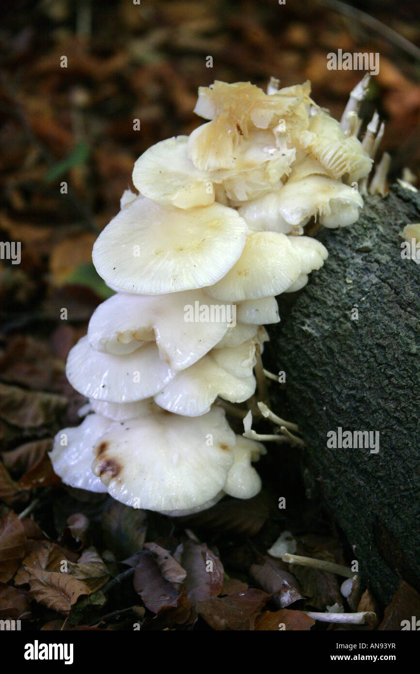 Porcelain Fungus aka Slimy Beech Cap or Poached Egg Fungus ...