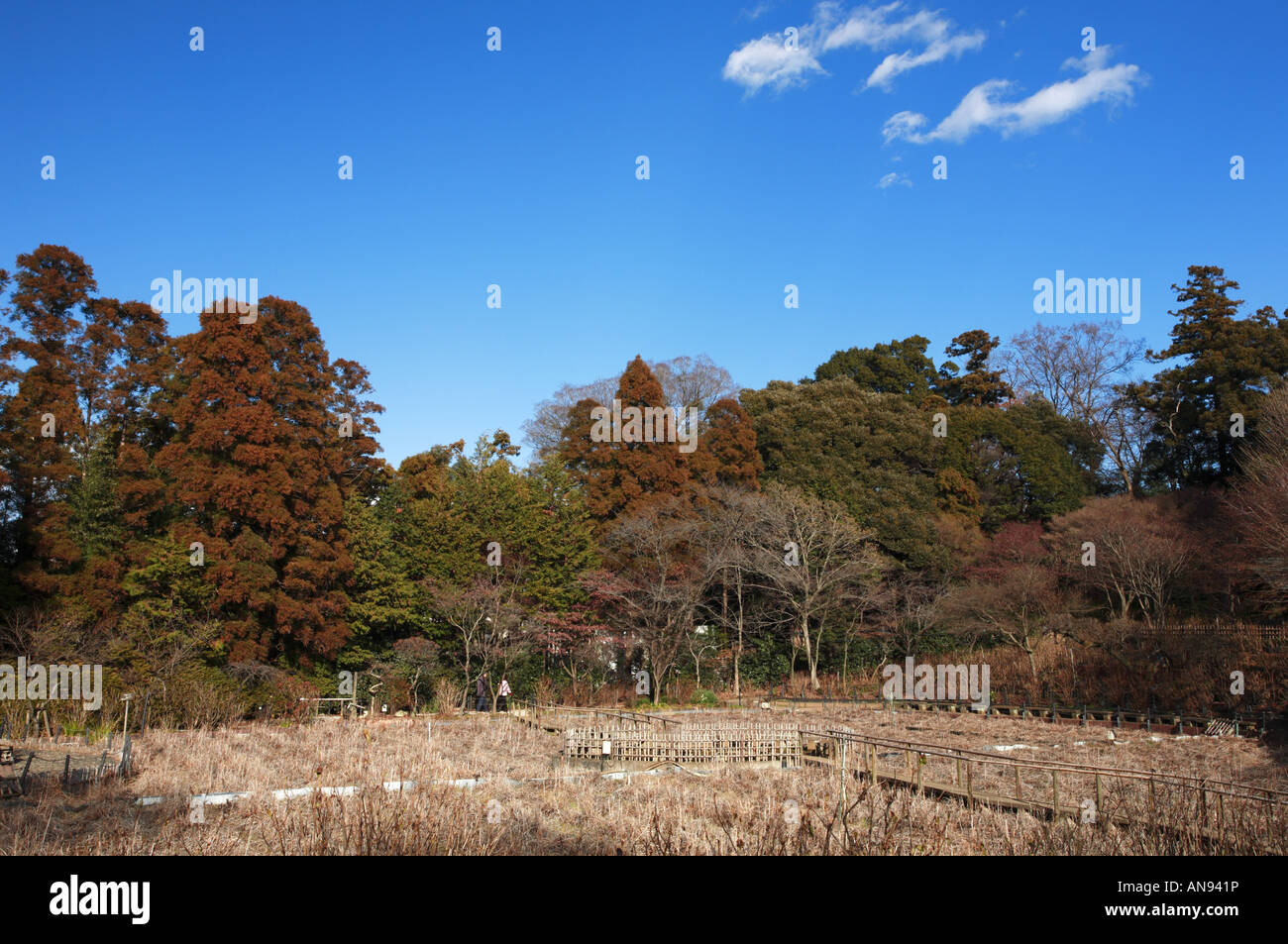 Blue sky and trees in Japan Stock Photo - Alamy
