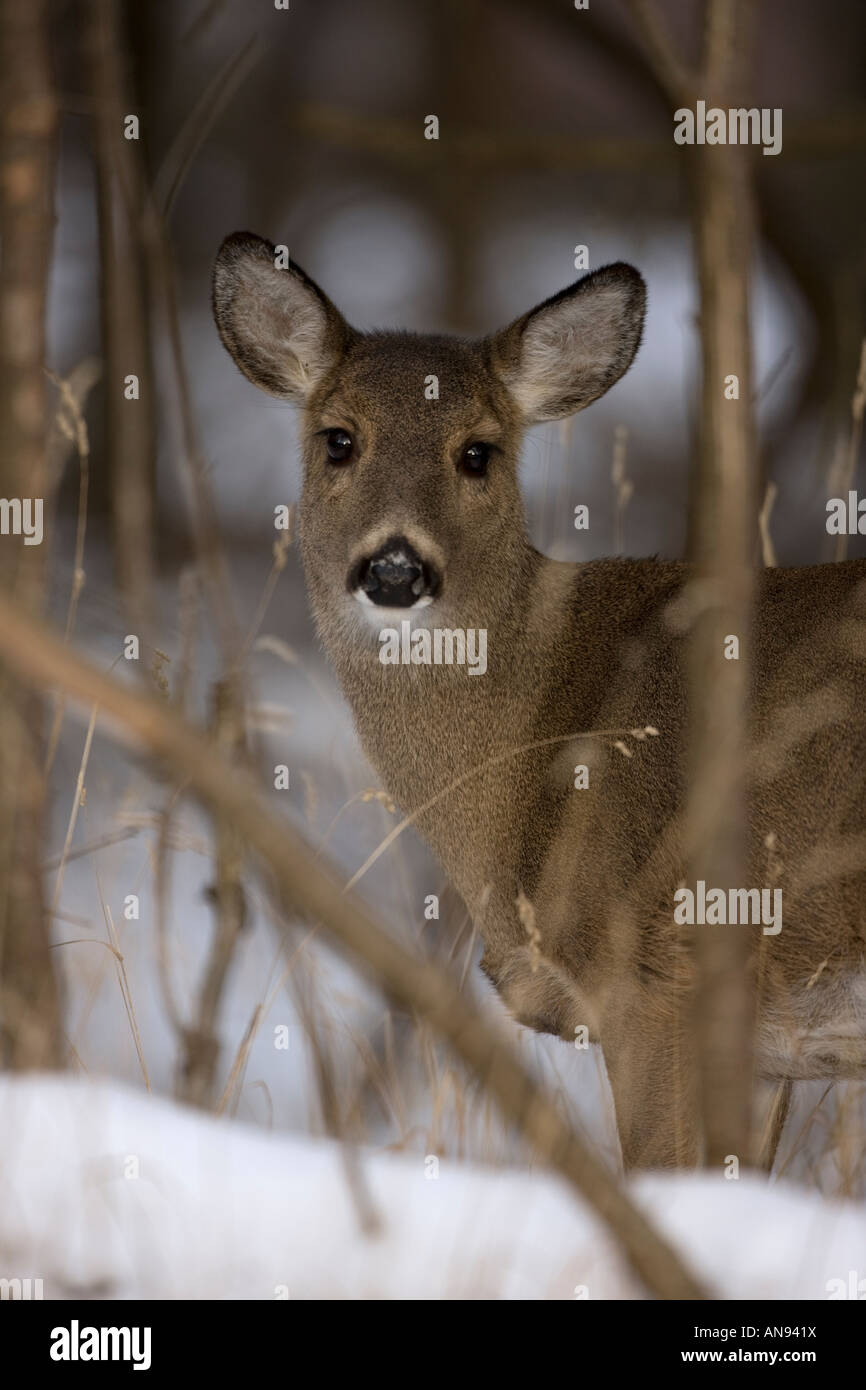 Doe in snow portrait female hi-res stock photography and images - Alamy
