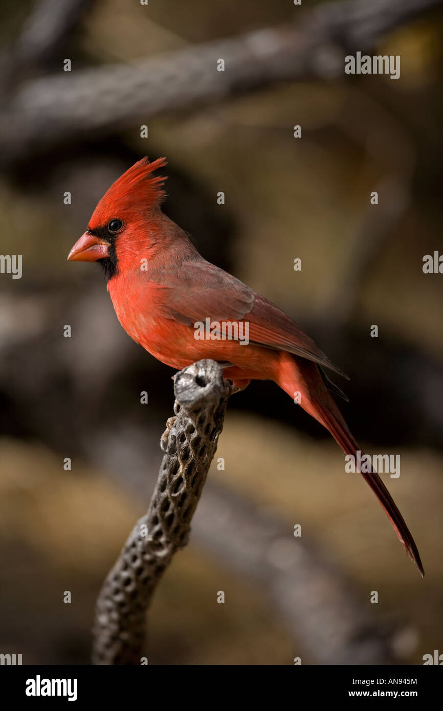 Northern Cardinal Portrait [Cardinalis cardinalis] Arizona - USA - Male ...