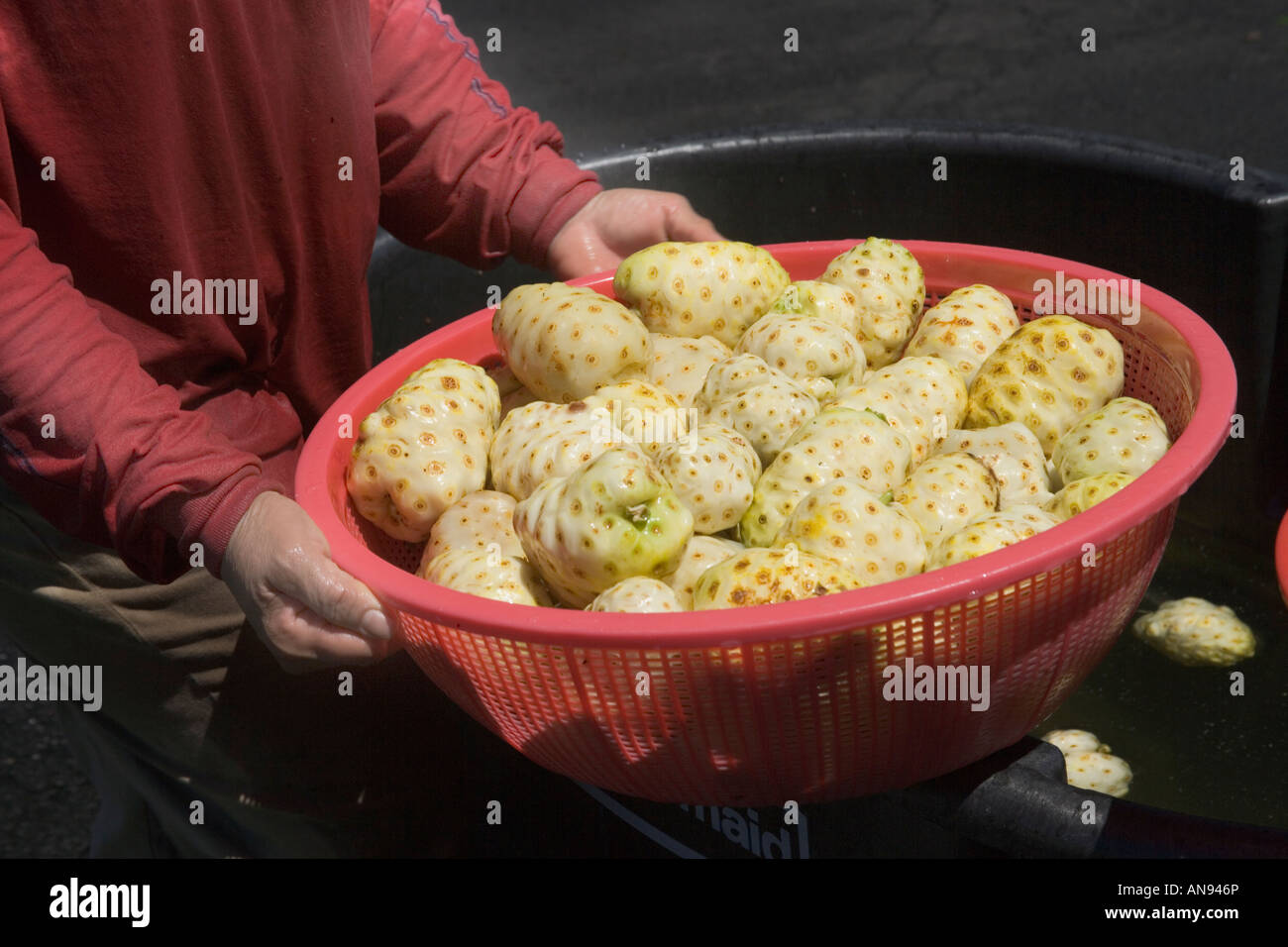 Worker washing processing harvested Noni fruit Stock Photo - Alamy