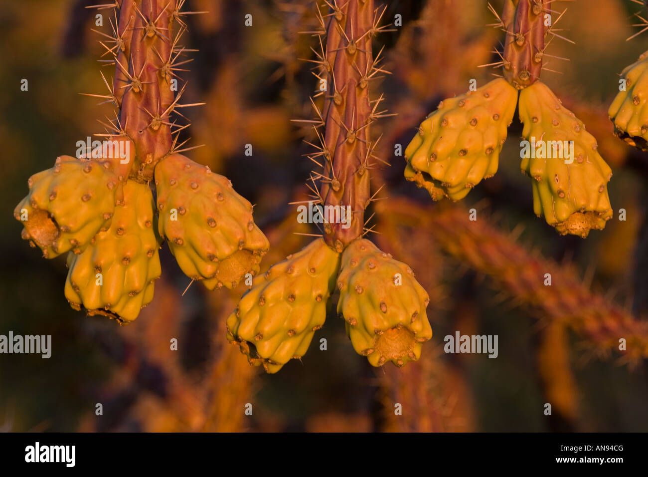 Cholla Cactus Fruit (Opuntia spp) Sonoran Desert - Arizona - USA Stock ...