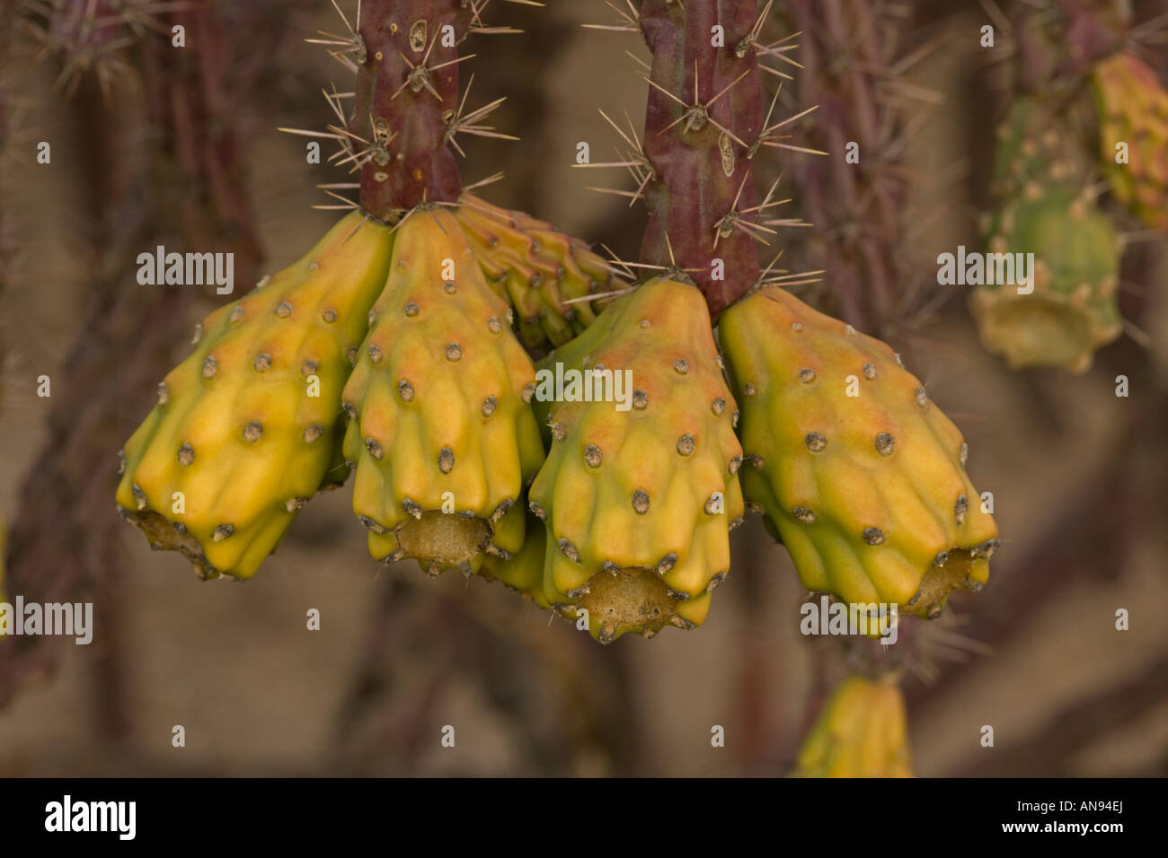 Cholla Cactus Fruit (Opuntia spp) Sonoran Desert - Arizona - USA Stock ...
