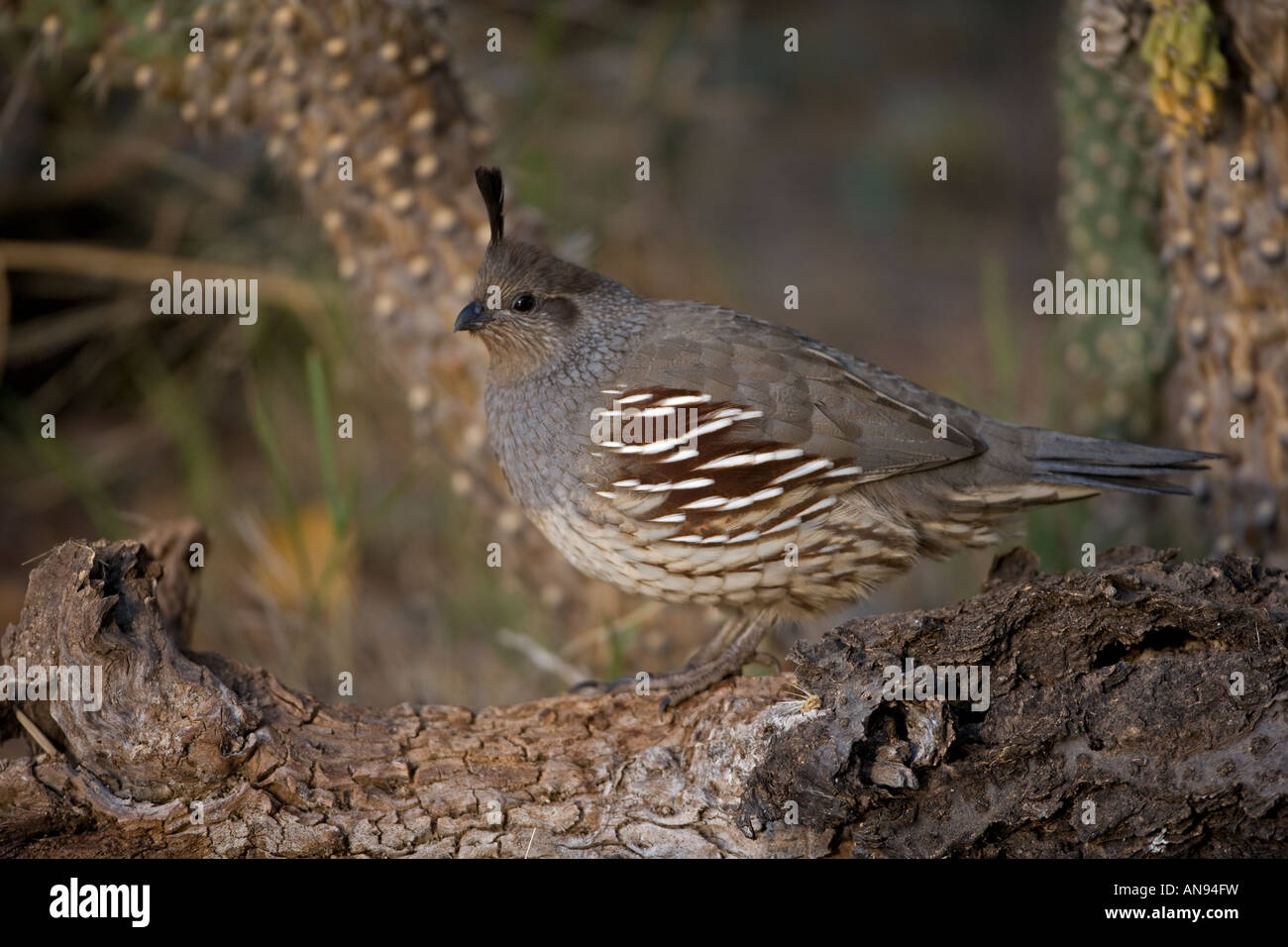 Gambels quail male perched hi-res stock photography and images - Alamy