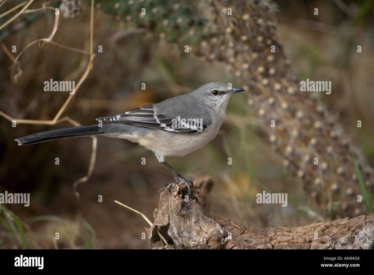Northern Mockingbird Mimus polyglottos Arizona USA Perched on branch ...