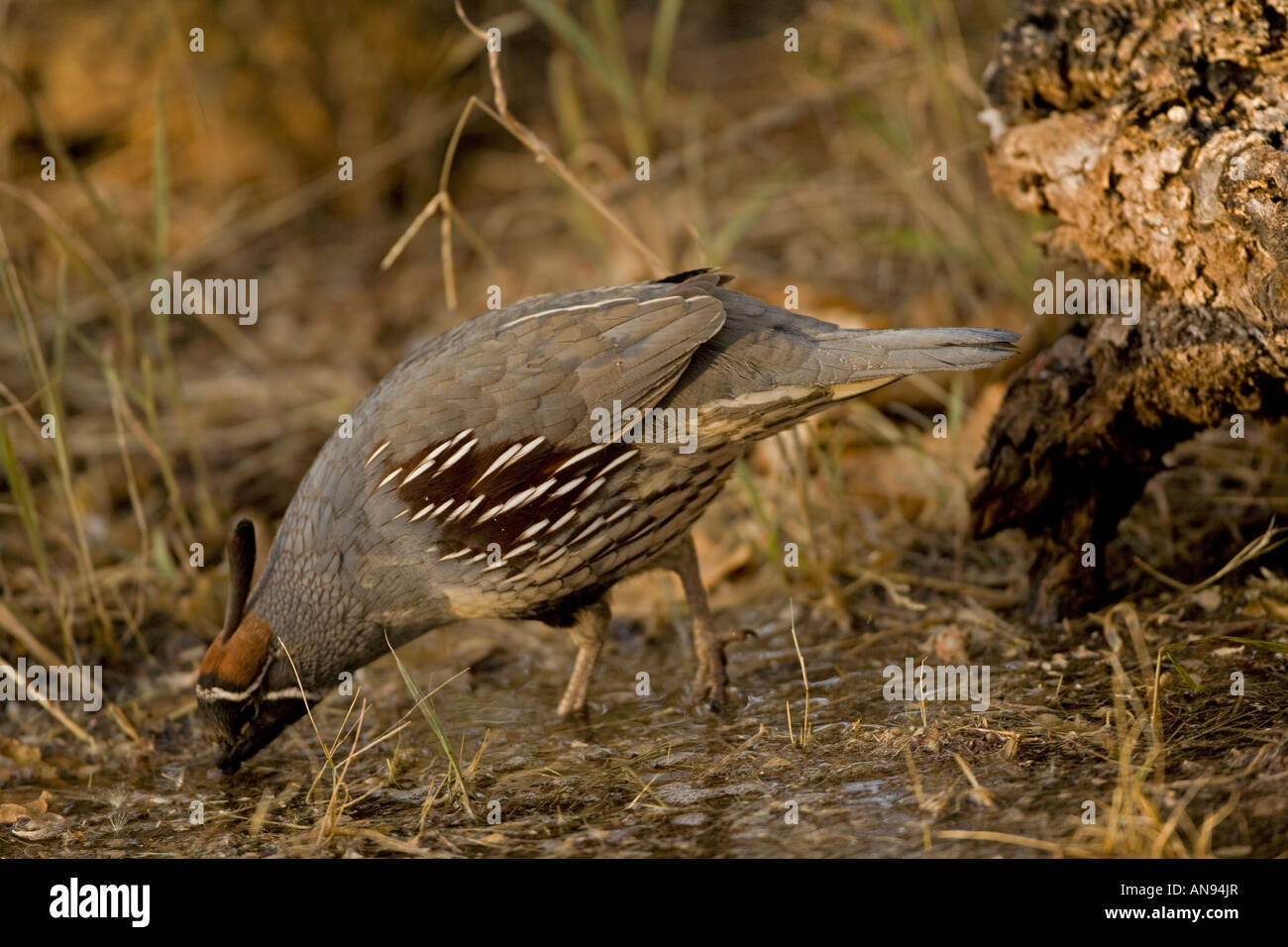 Gambels quail male perched hi-res stock photography and images - Alamy