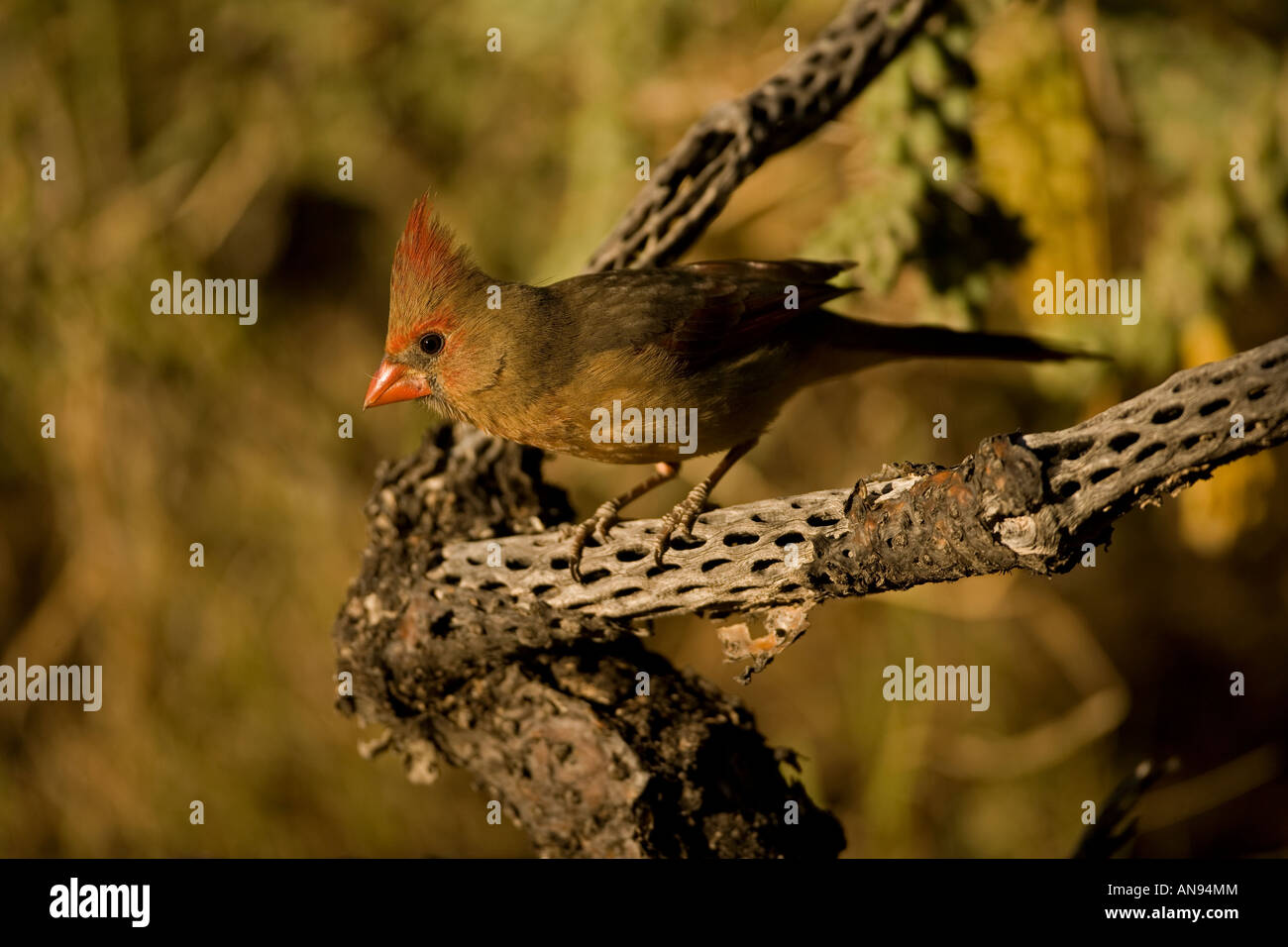 Northern Cardinal (Cardinalis cardinalis) Arizona Sonoran Desert ...