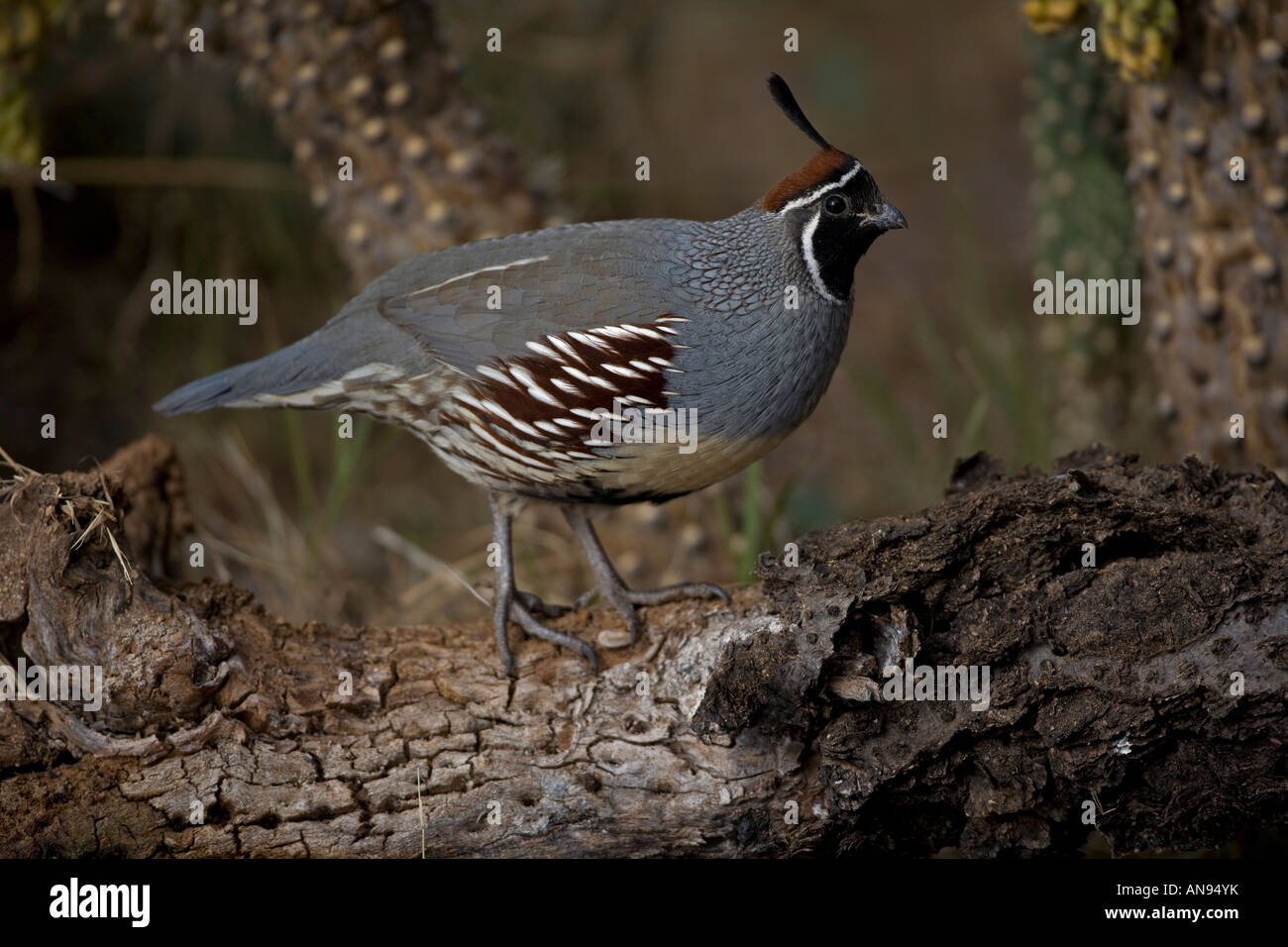 Gambels quail male perched hi-res stock photography and images - Alamy