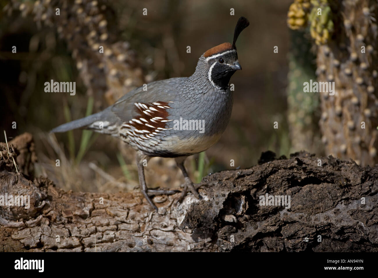 Gambels quail male perched hi-res stock photography and images - Alamy