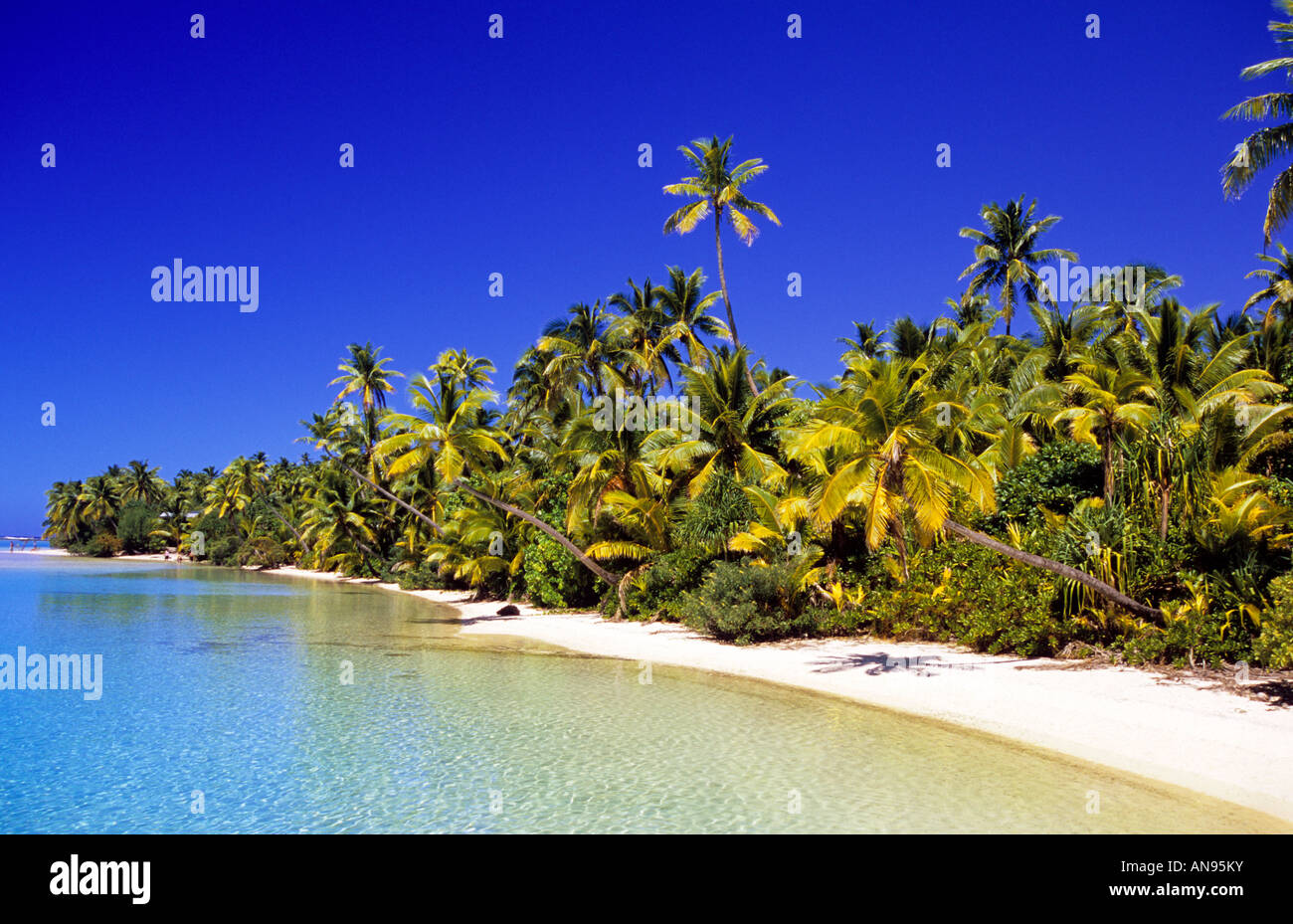 A picture postcard beach in remote Aitutaki atoll Cook Islands palm ...