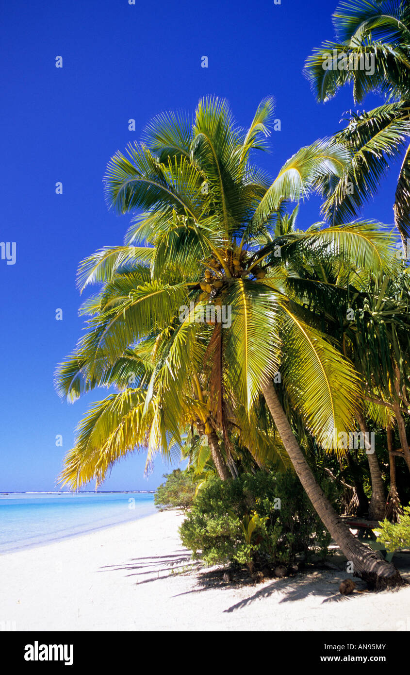 A picture postcard beach in remote Aitutaki atoll Cook Islands palm ...
