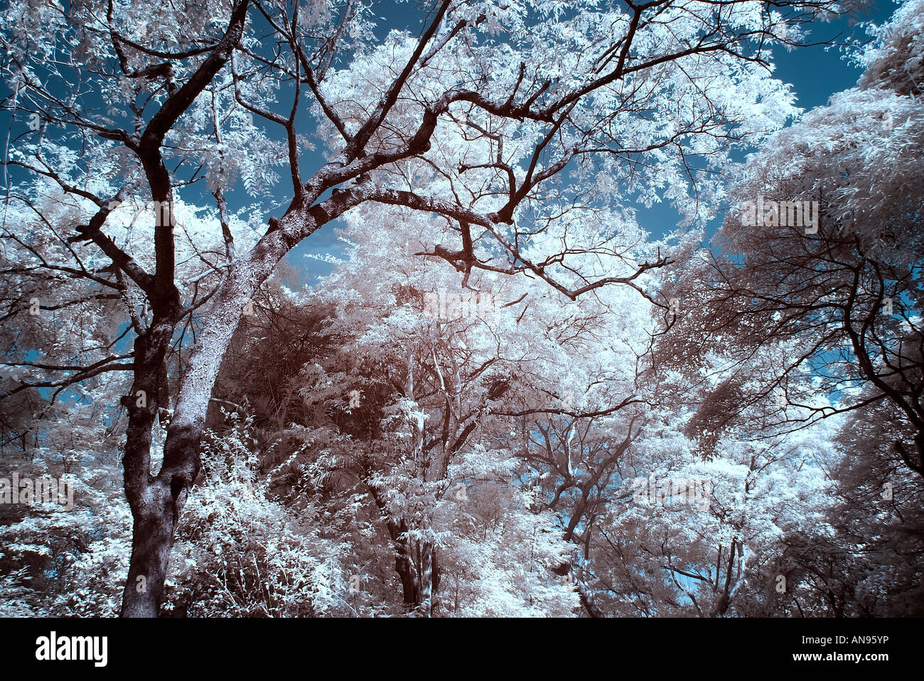 Digital Infrared Photography Natural Scenes Stock Photo - Alamy