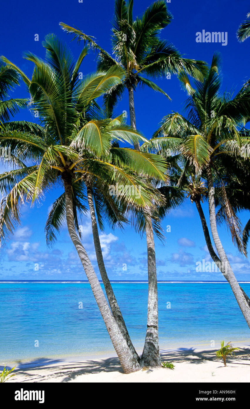 Palm tree lined picture postcard beach in Rarotonga atoll Cook Islands ...