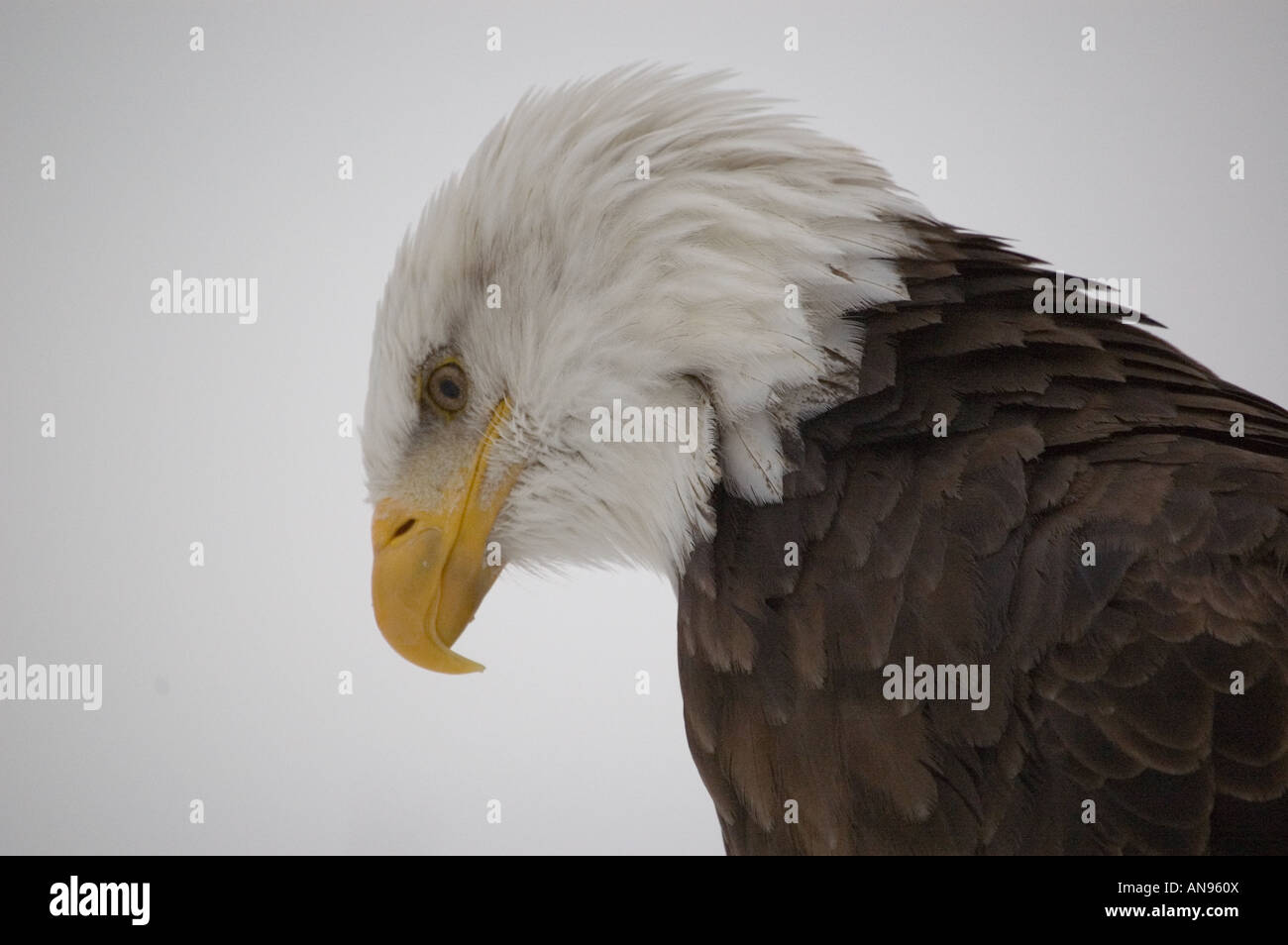 A Bald Eagle in winter Stock Photo - Alamy