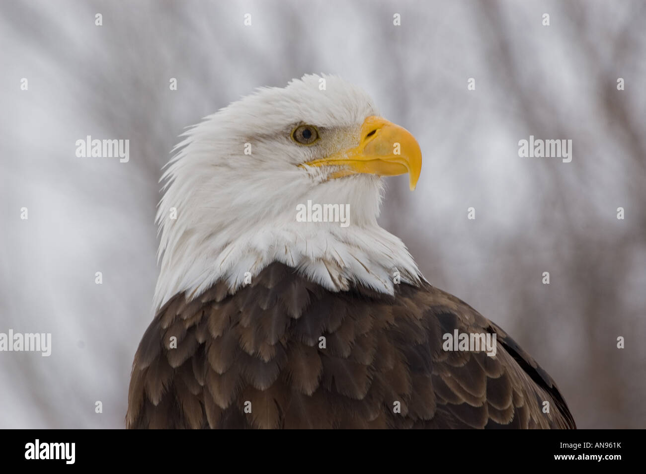 A Bald Eagle in winter Stock Photo - Alamy