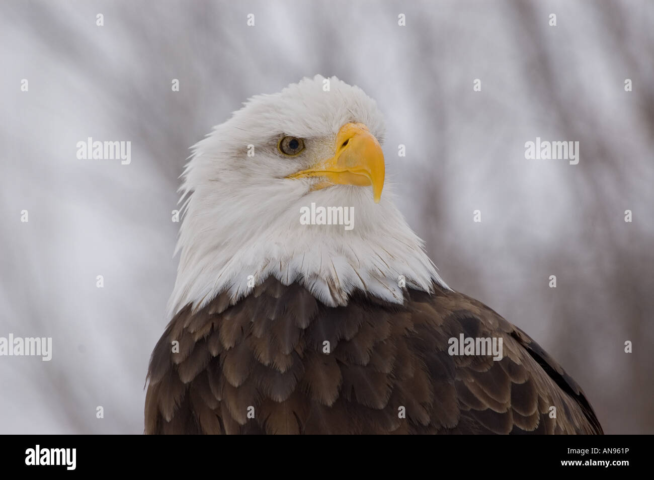A Bald Eagle in winter Stock Photo - Alamy