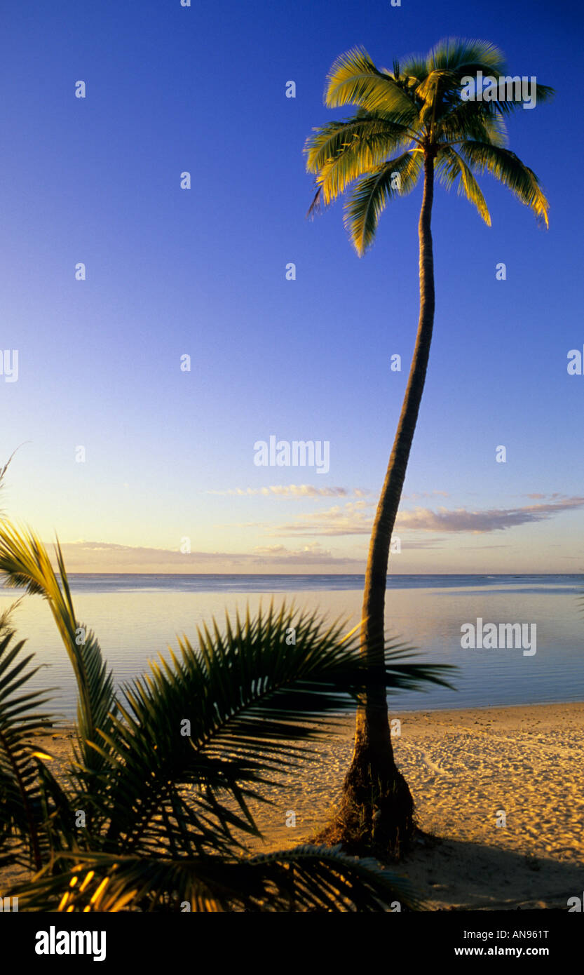 A picture postcard beach in remote Aitutaki atoll Cook Islands palm ...