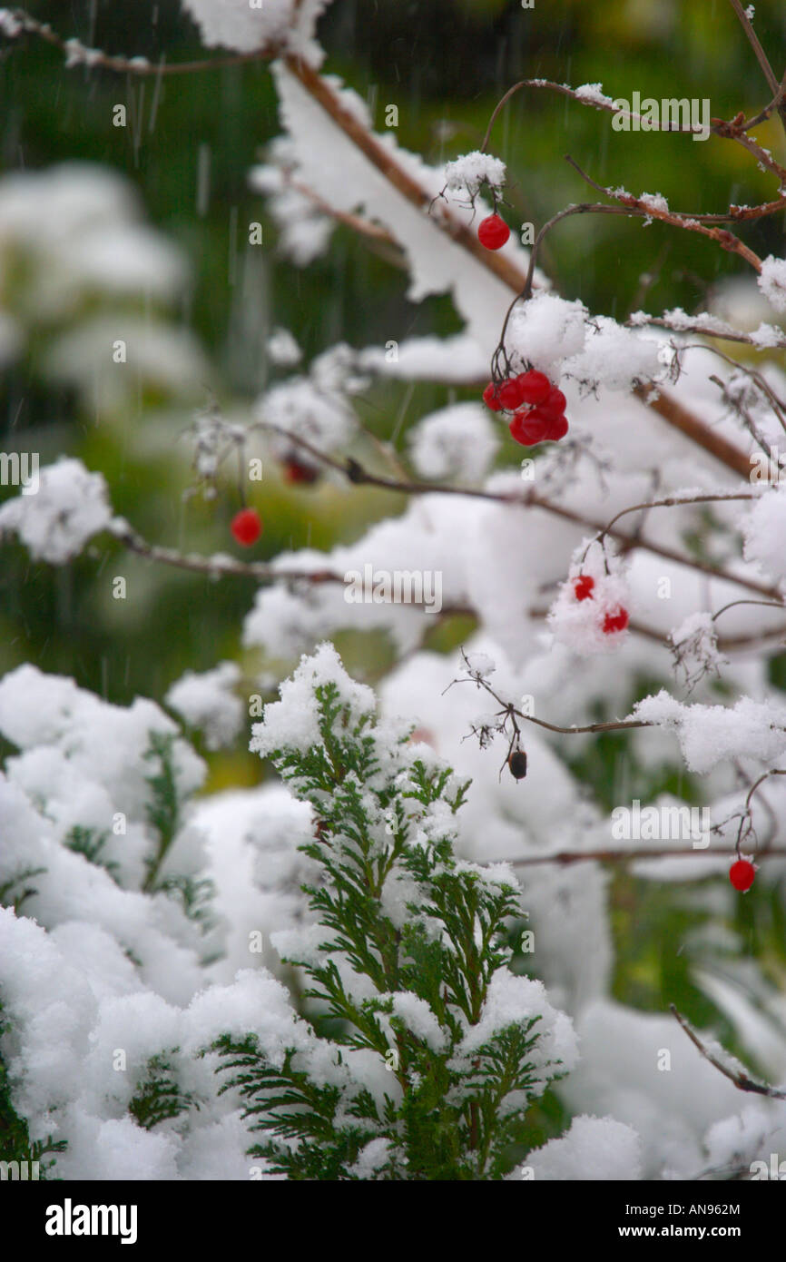 snow falling on hedges with red berries on christmas day Stock Photo ...