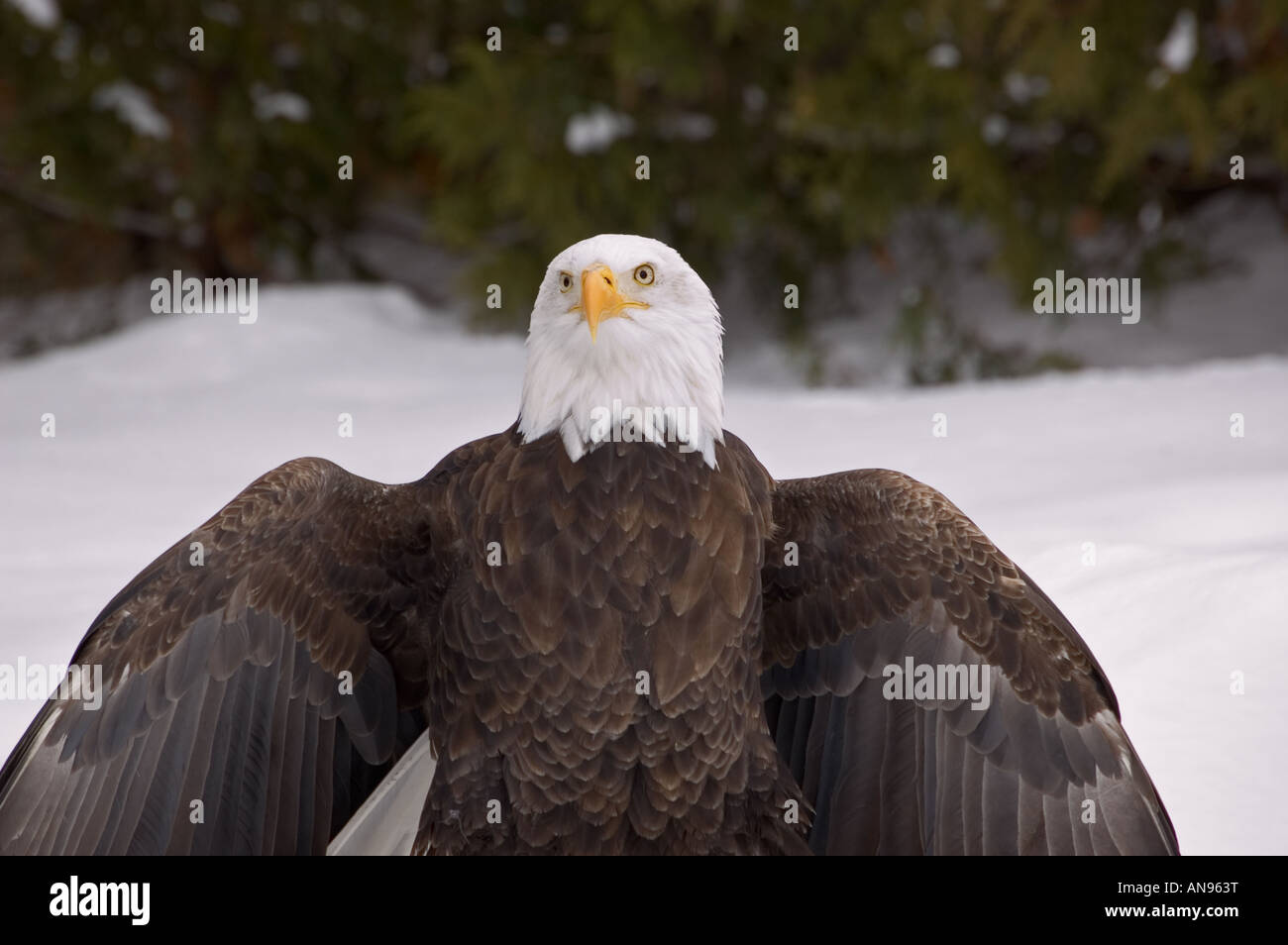 A Bald Eagle in winter Stock Photo - Alamy