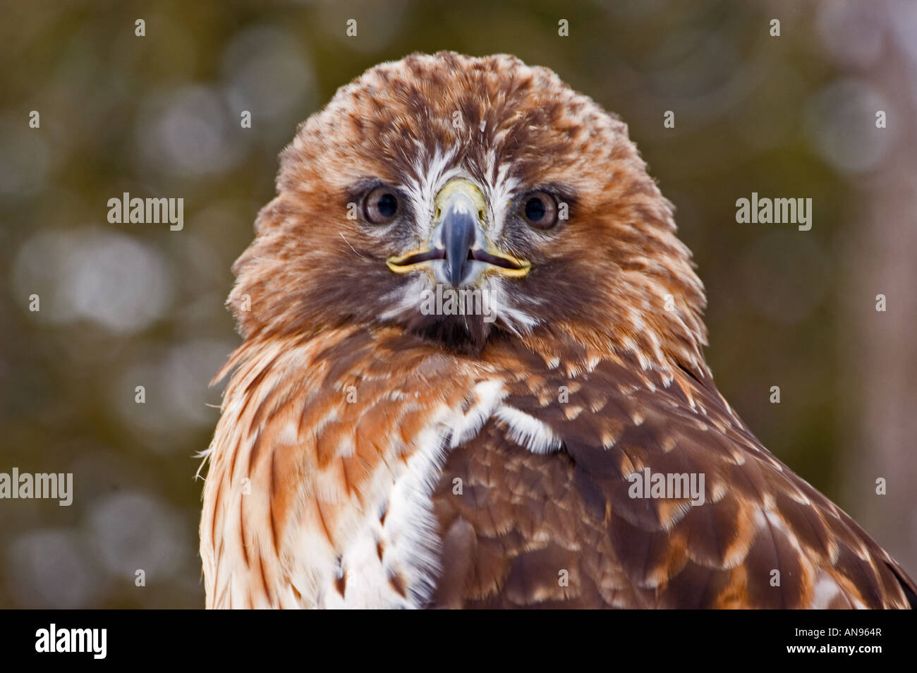 A Red Tailed Hawk Stock Photo - Alamy