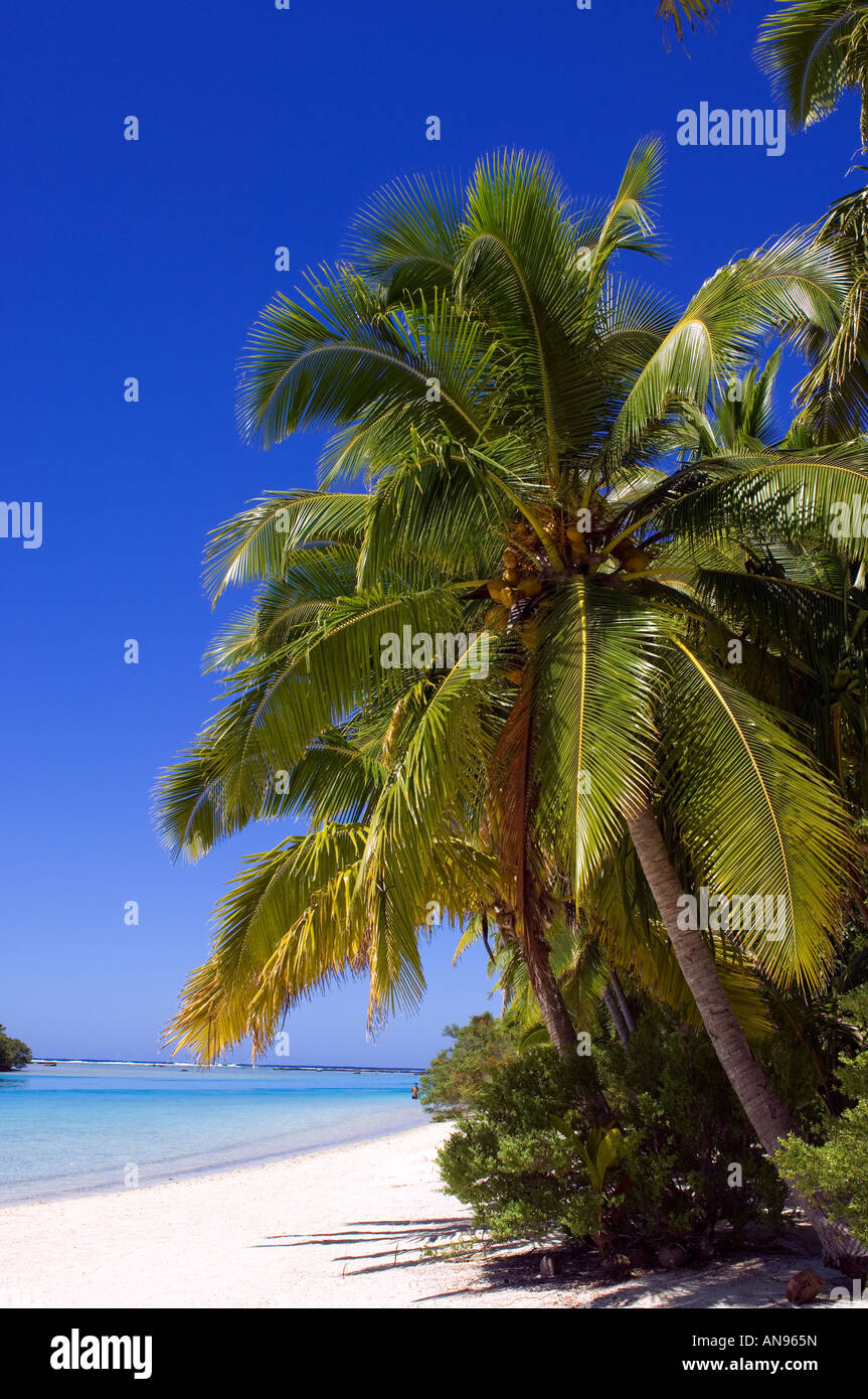 A picture postcard beach in remote Aitutaki atoll Cook Islands palm ...