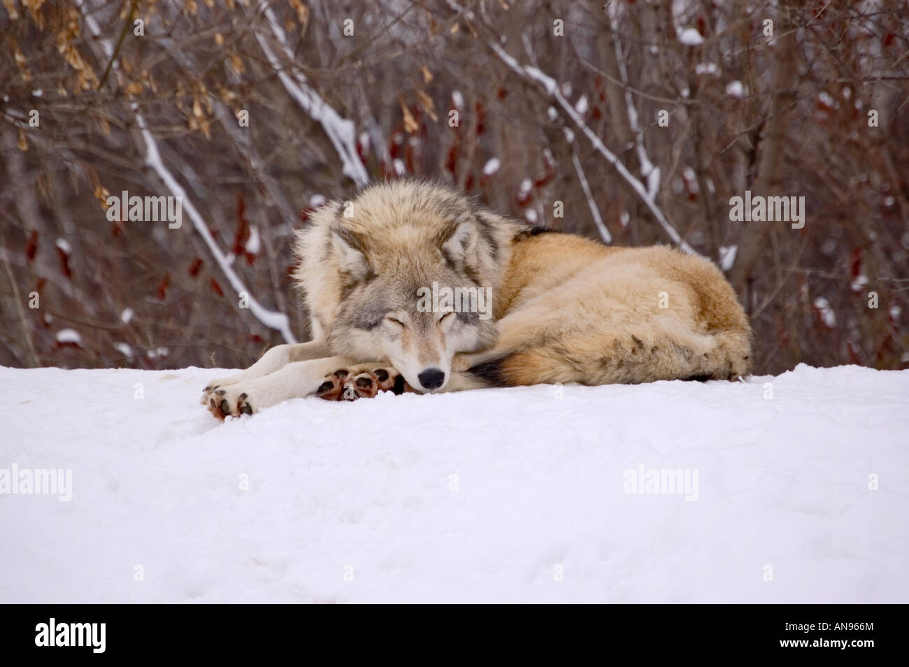 A sleeping Timber Wolf on a winter day Stock Photo - Alamy