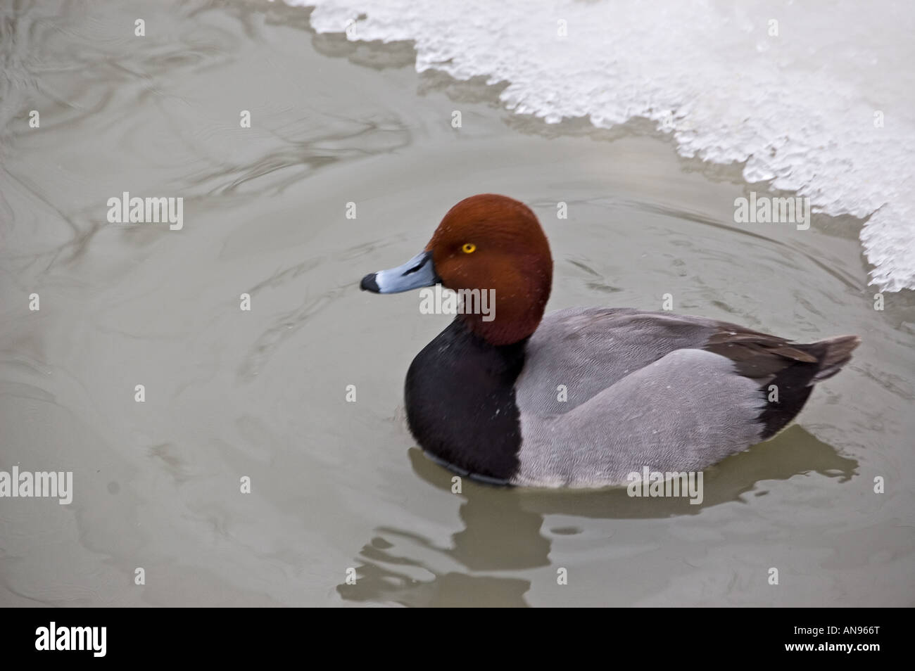 A Redhead Duck in a winter pond Stock Photo - Alamy