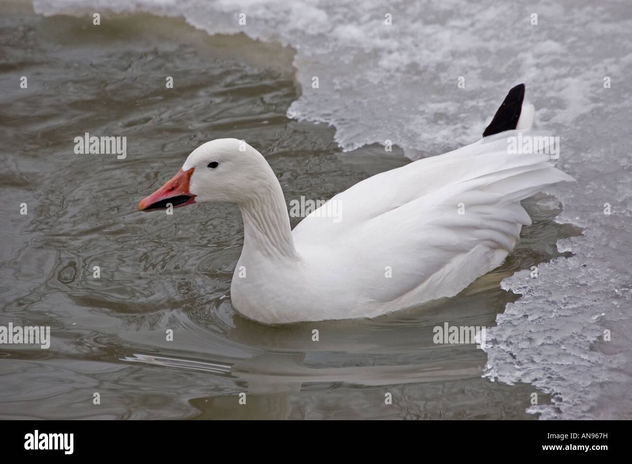 Snow Goose in frozen pond Stock Photo - Alamy
