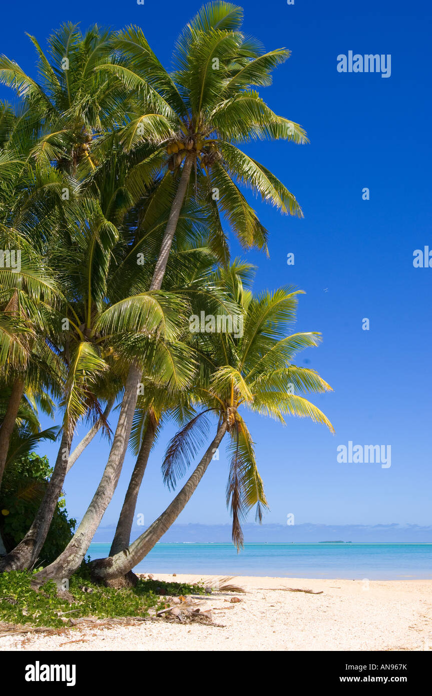 A picture postcard beach in remote Aitutaki atoll Cook Islands palm ...