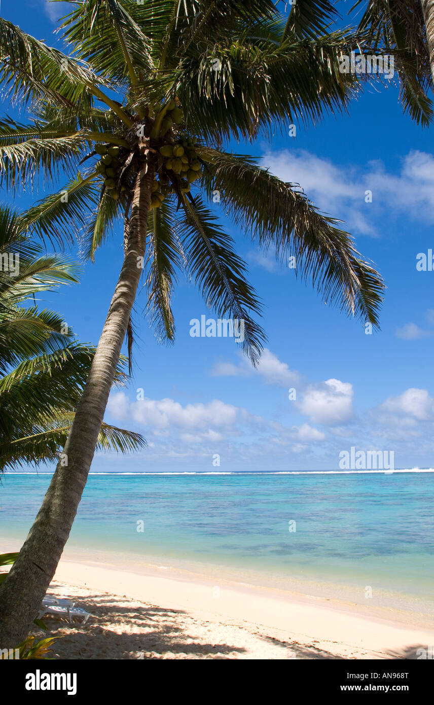 Palm tree lined picture postcard beach in Rarotonga atoll Cook Islands ...