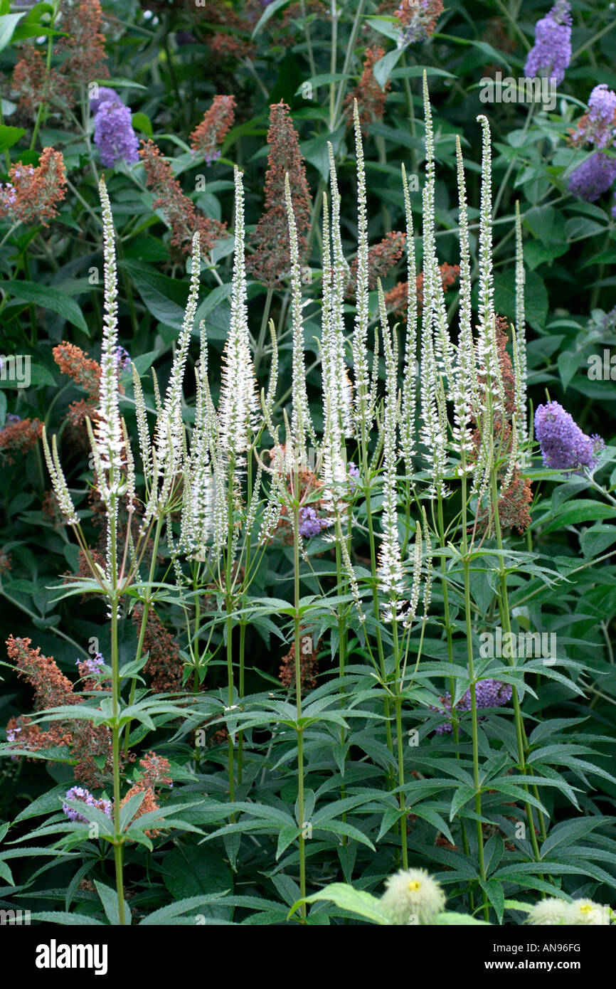 VERONICASTRUM VIRGINICUM ALBUM Stock Photo - Alamy