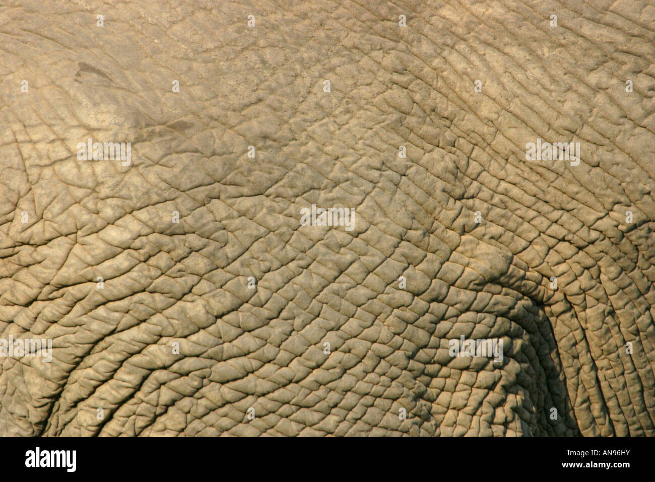 Elephant hide in close-up Stock Photo - Alamy