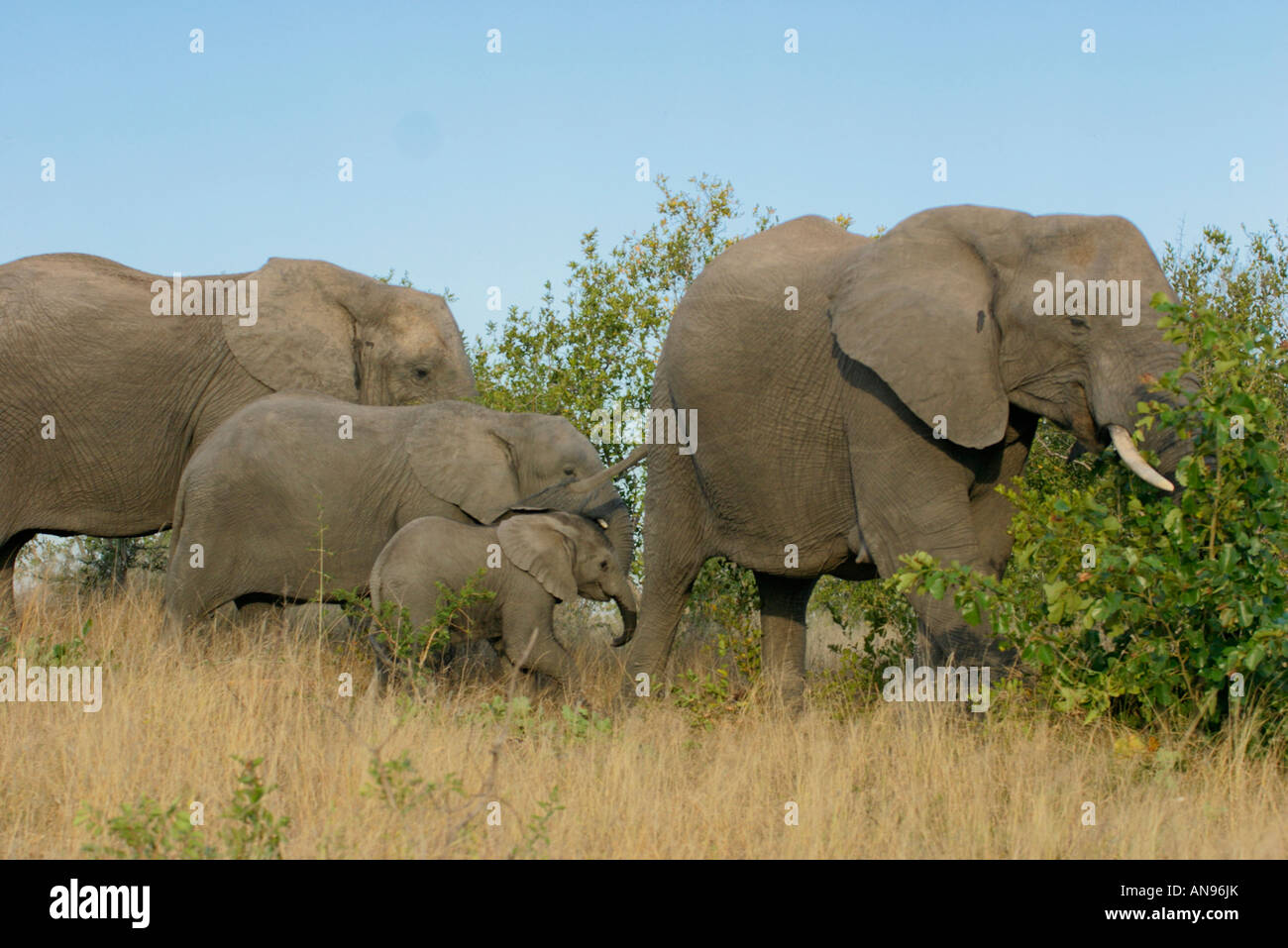 Foraging elephant hi-res stock photography and images - Alamy