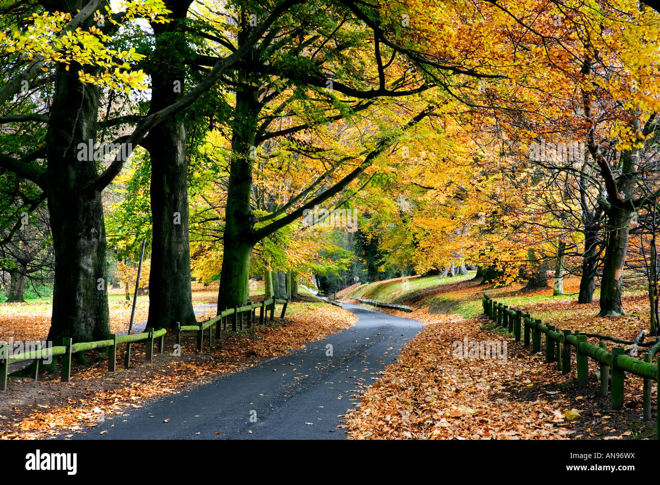 An avenue of trees in autumn colours Stock Photo - Alamy