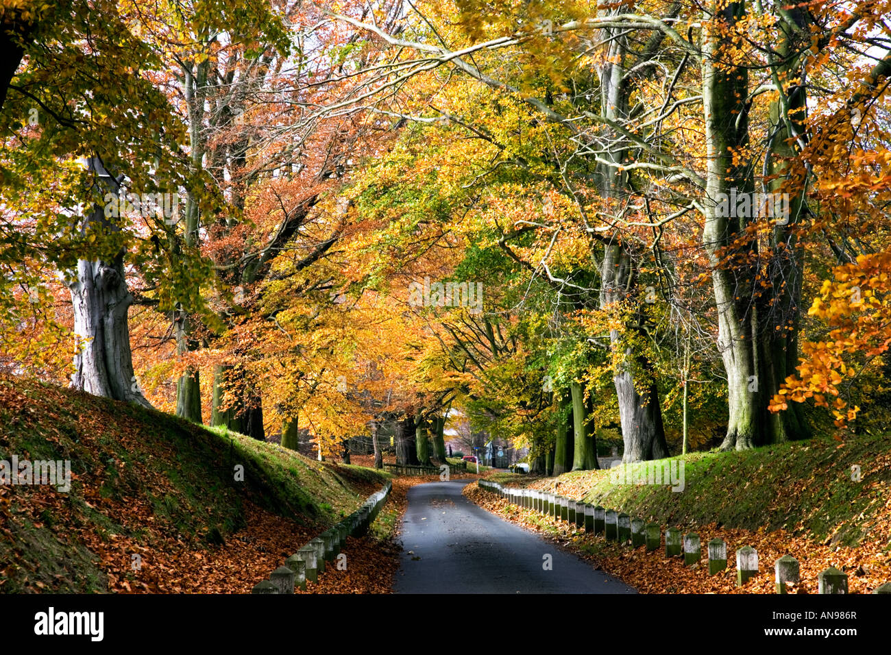 An avenue of trees in autumn colours Stock Photo - Alamy