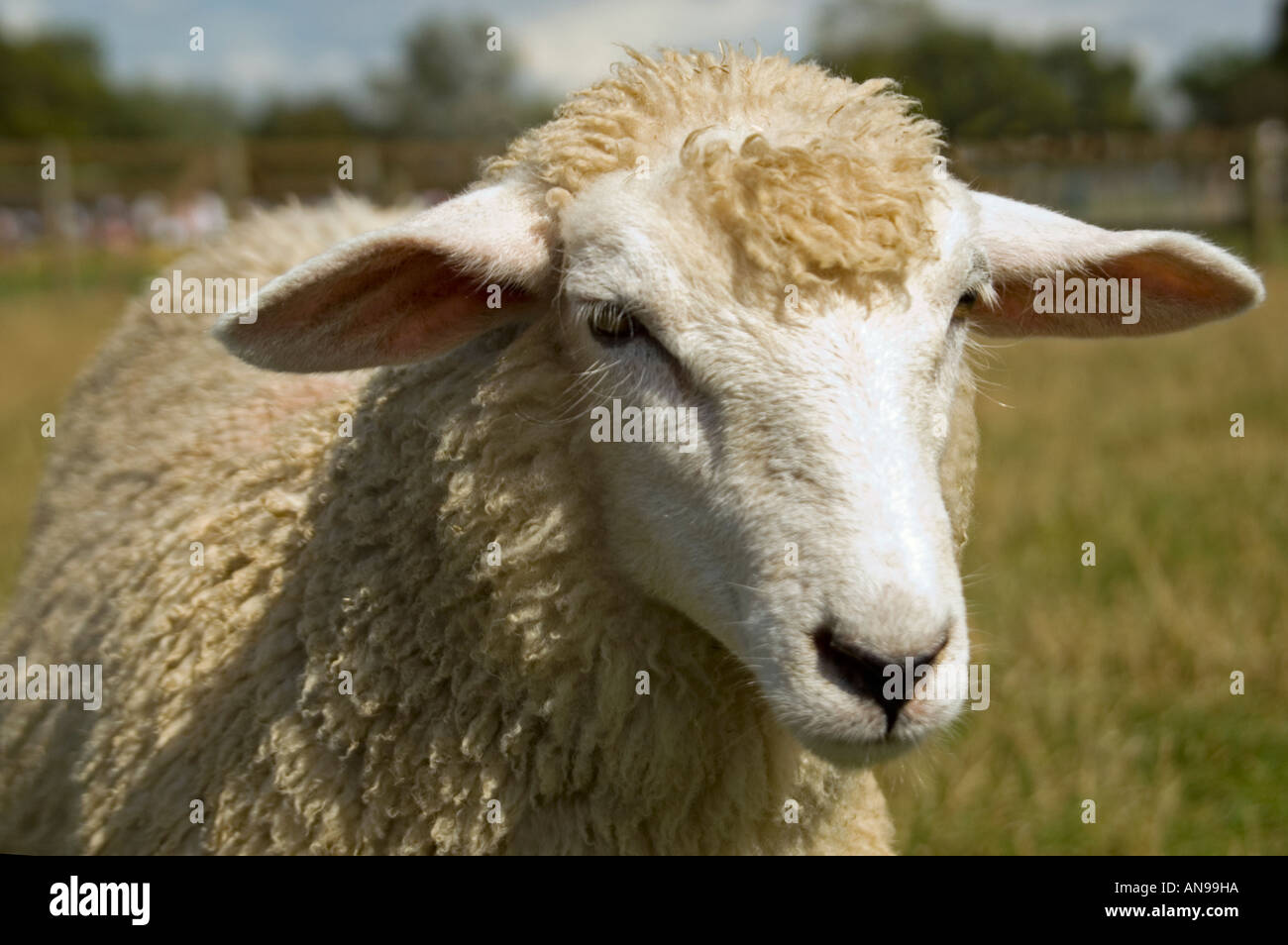 British milk sheep hi-res stock photography and images - Alamy