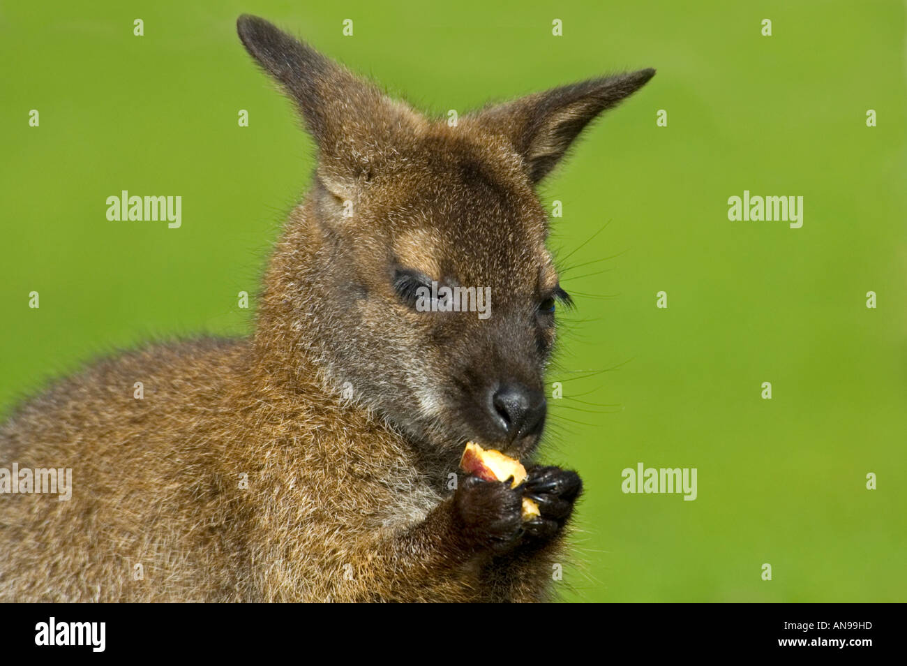 Australian indigenous fruit hi-res stock photography and images - Alamy